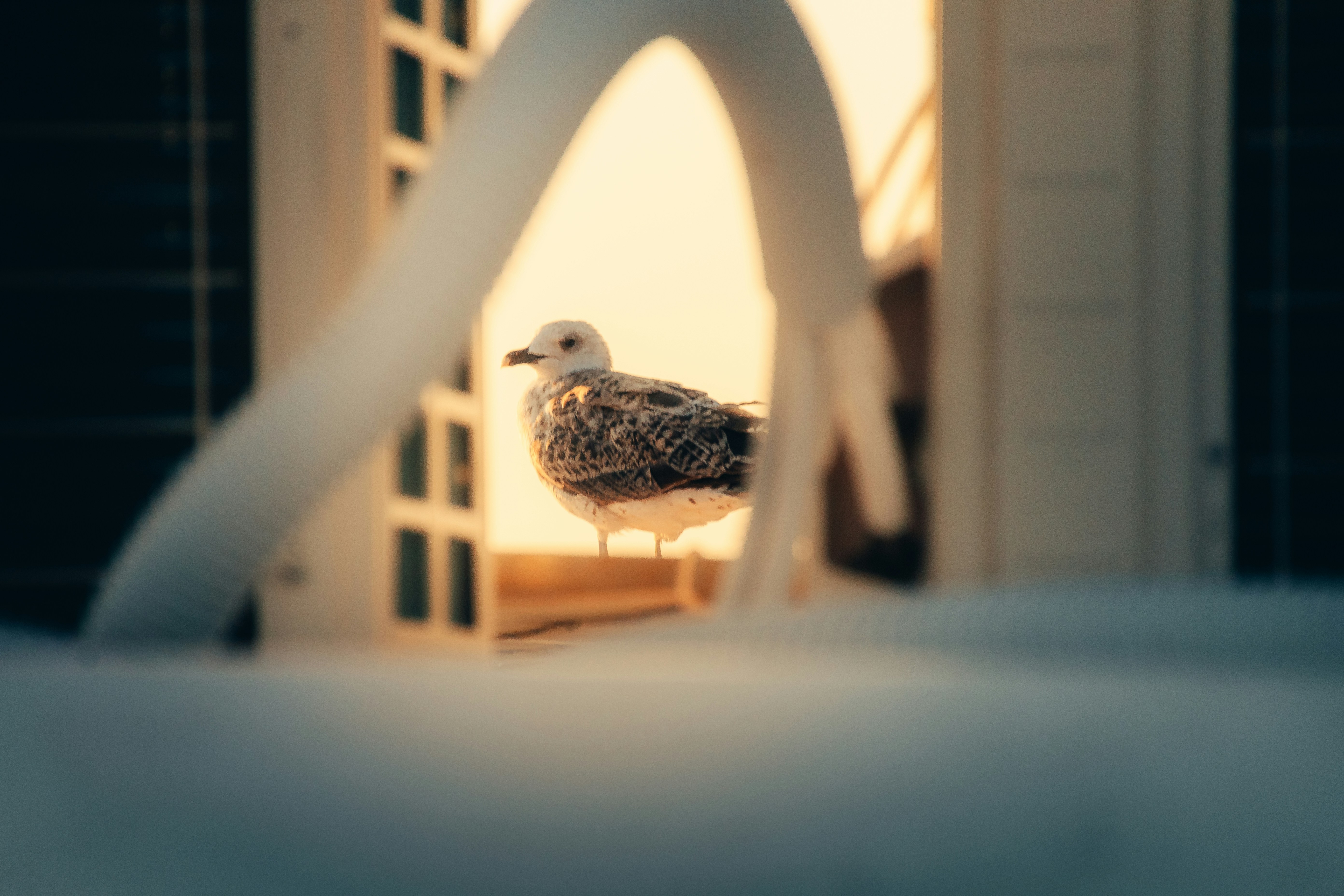 Seagull Silhouette Between Architectural Arches at Golden Hour