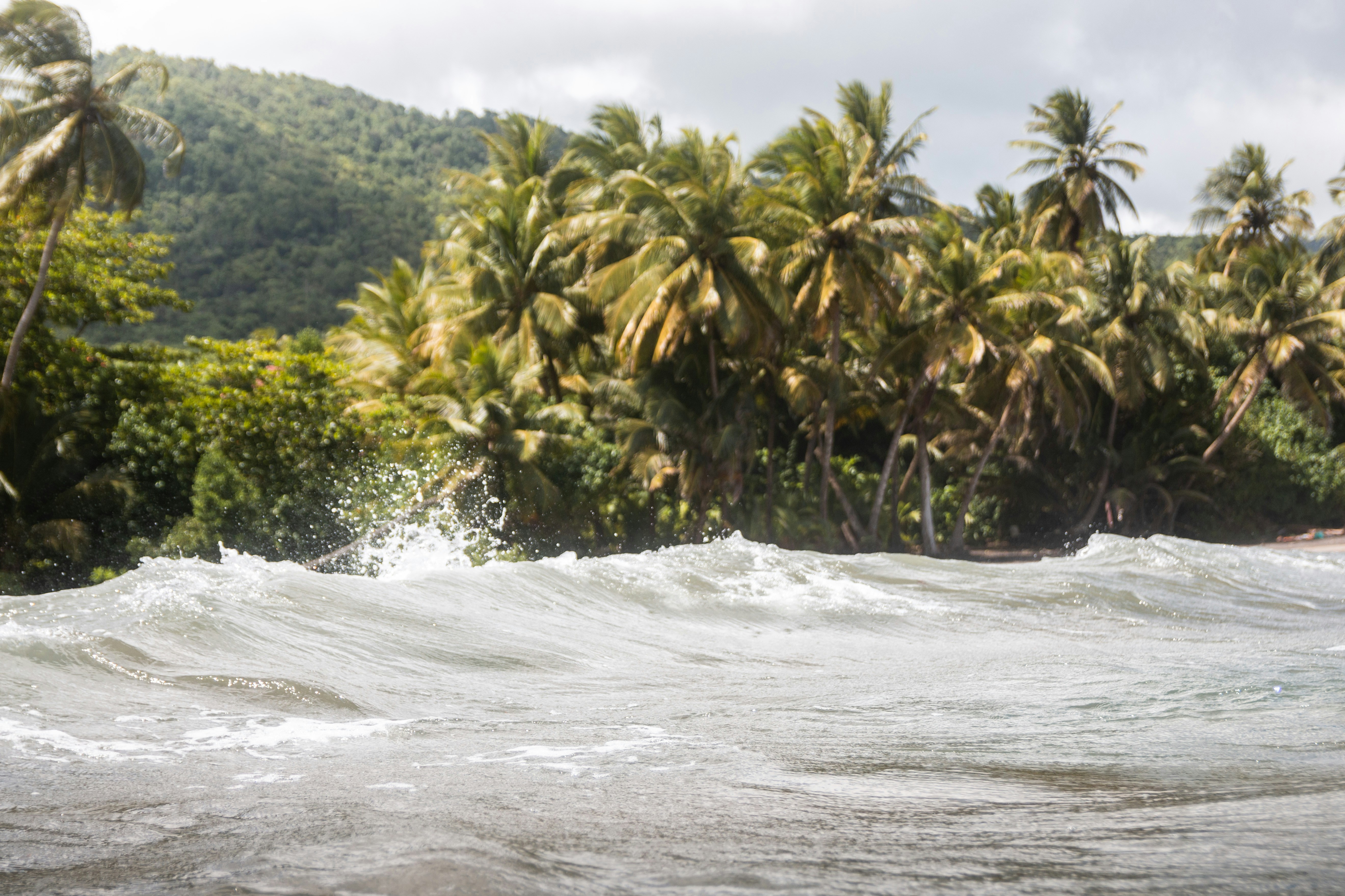 Lace of Foam Over a Palm-Fringed Beach