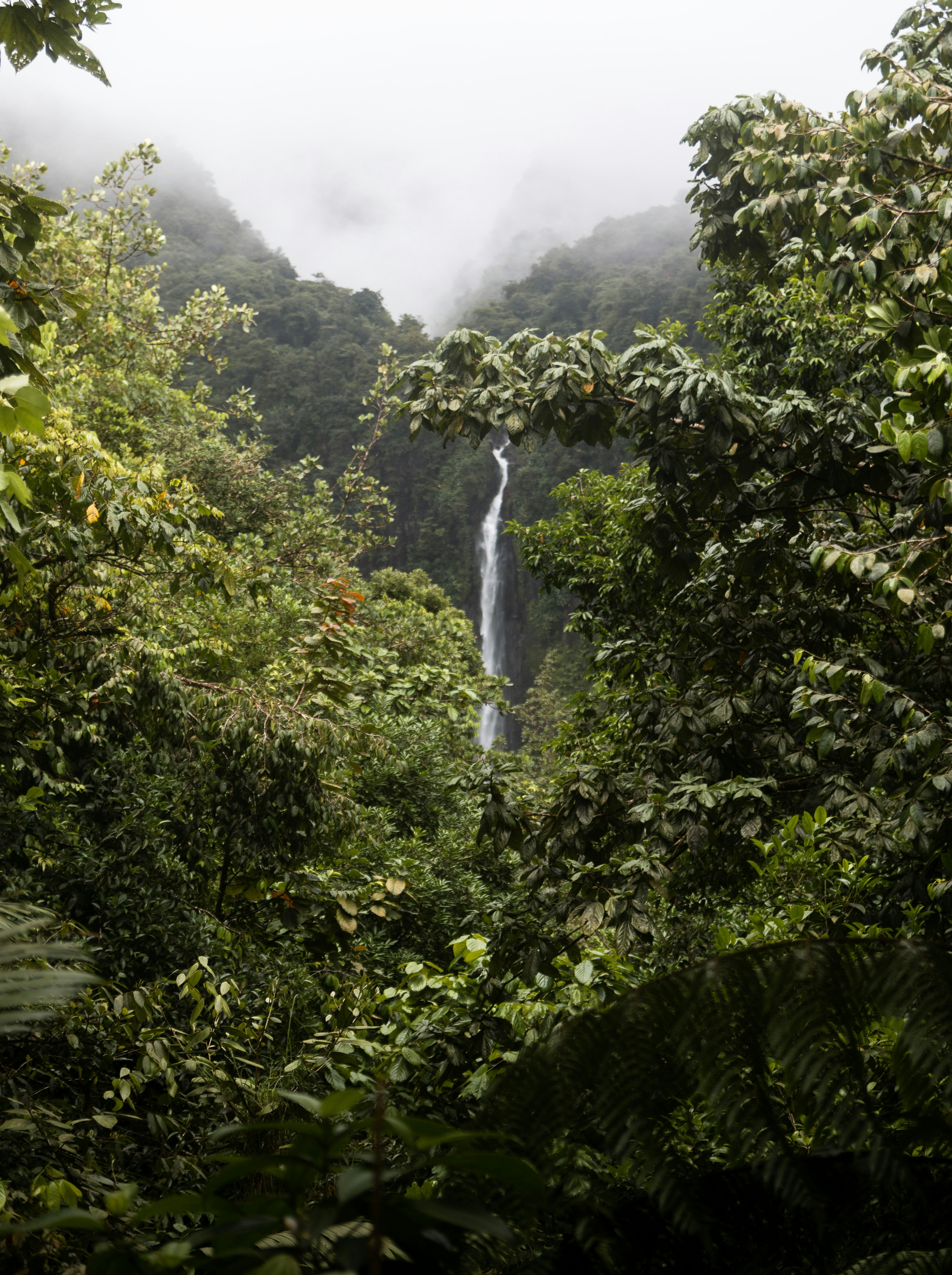 A waterfall in a forest photo – Free La deuxième chute du carbet Image ...
