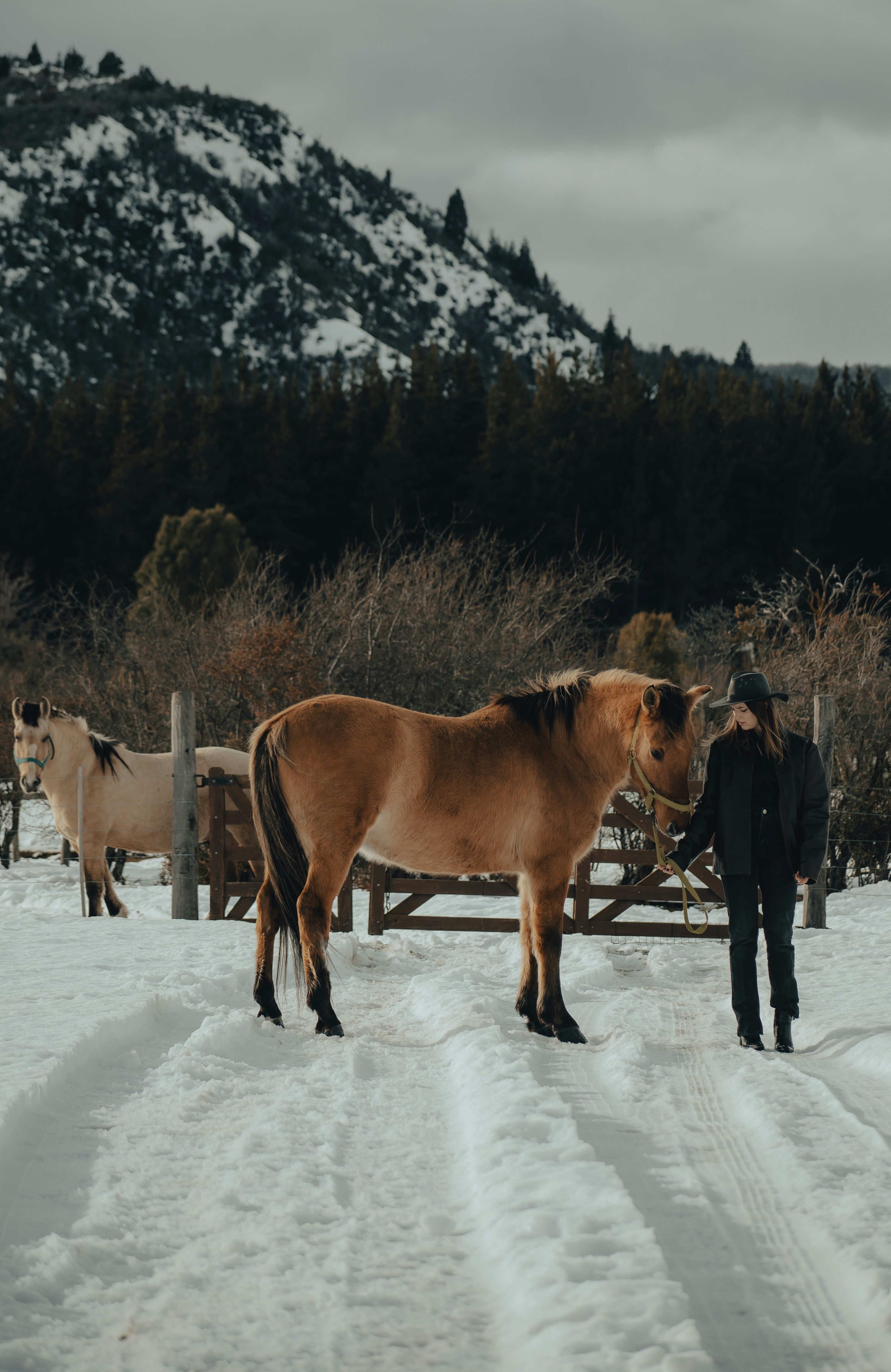 Foto Una persona caminando con caballos – Imagen Humano gratis en Unsplash