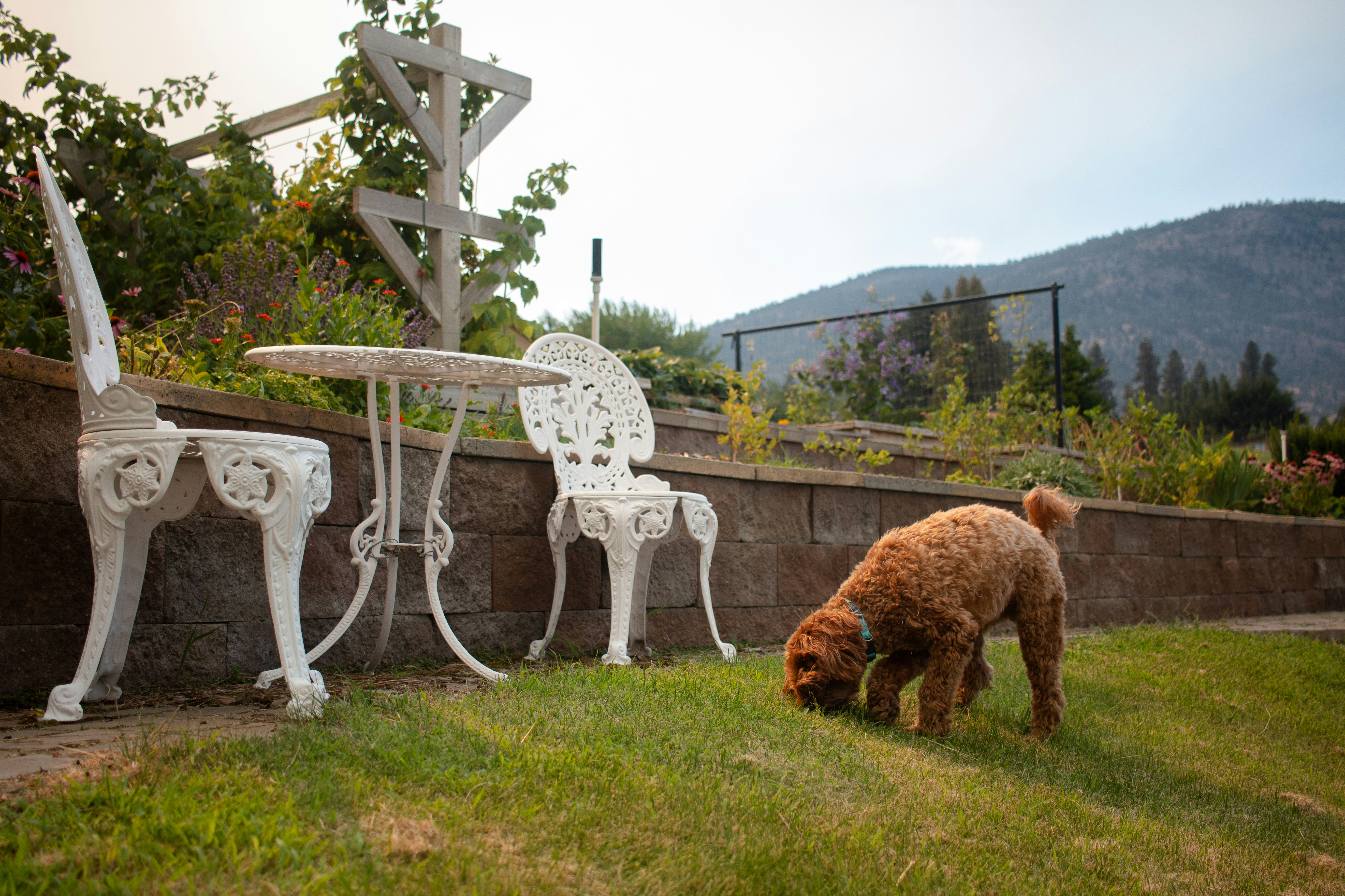 A brown dog investigates the grass in a beautifully arranged garden with elegant white furniture and vibrant greenery. The backdrop features rolling hills under a soft sky.