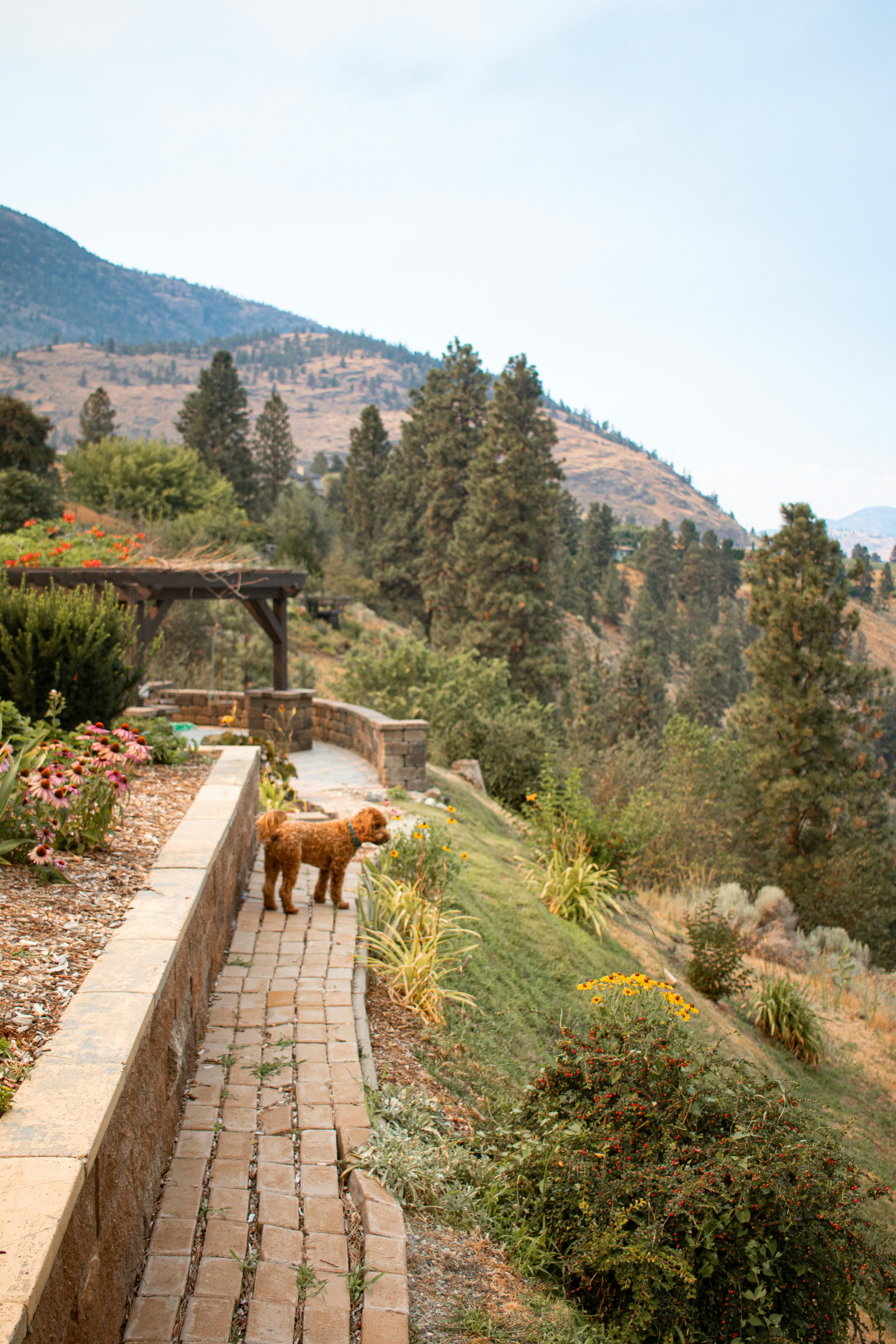 A dog walking on a stone path photo – Free Flagstone Image on Unsplash