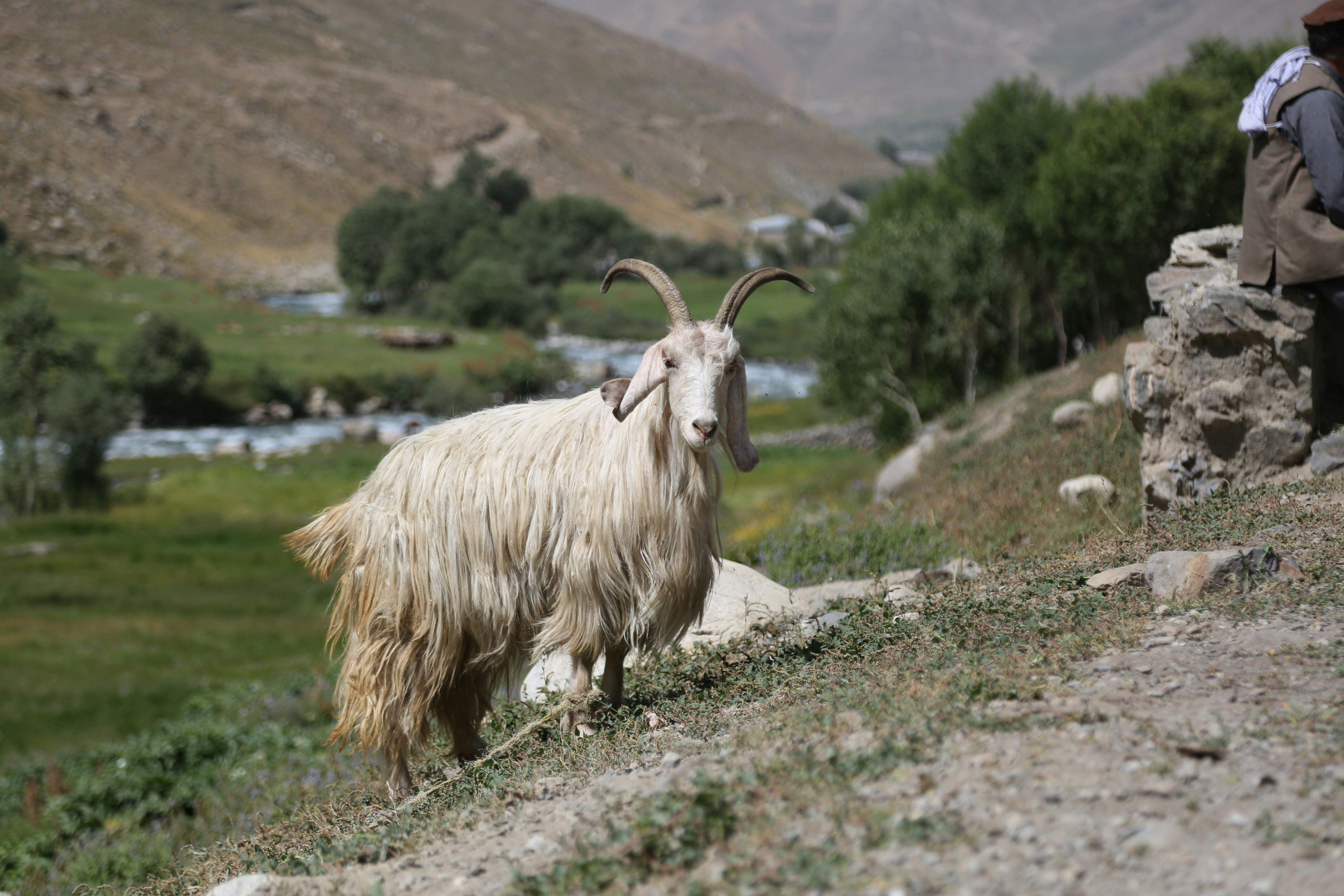 A ram standing on a hill photo – Free Afghanistan Image on Unsplash
