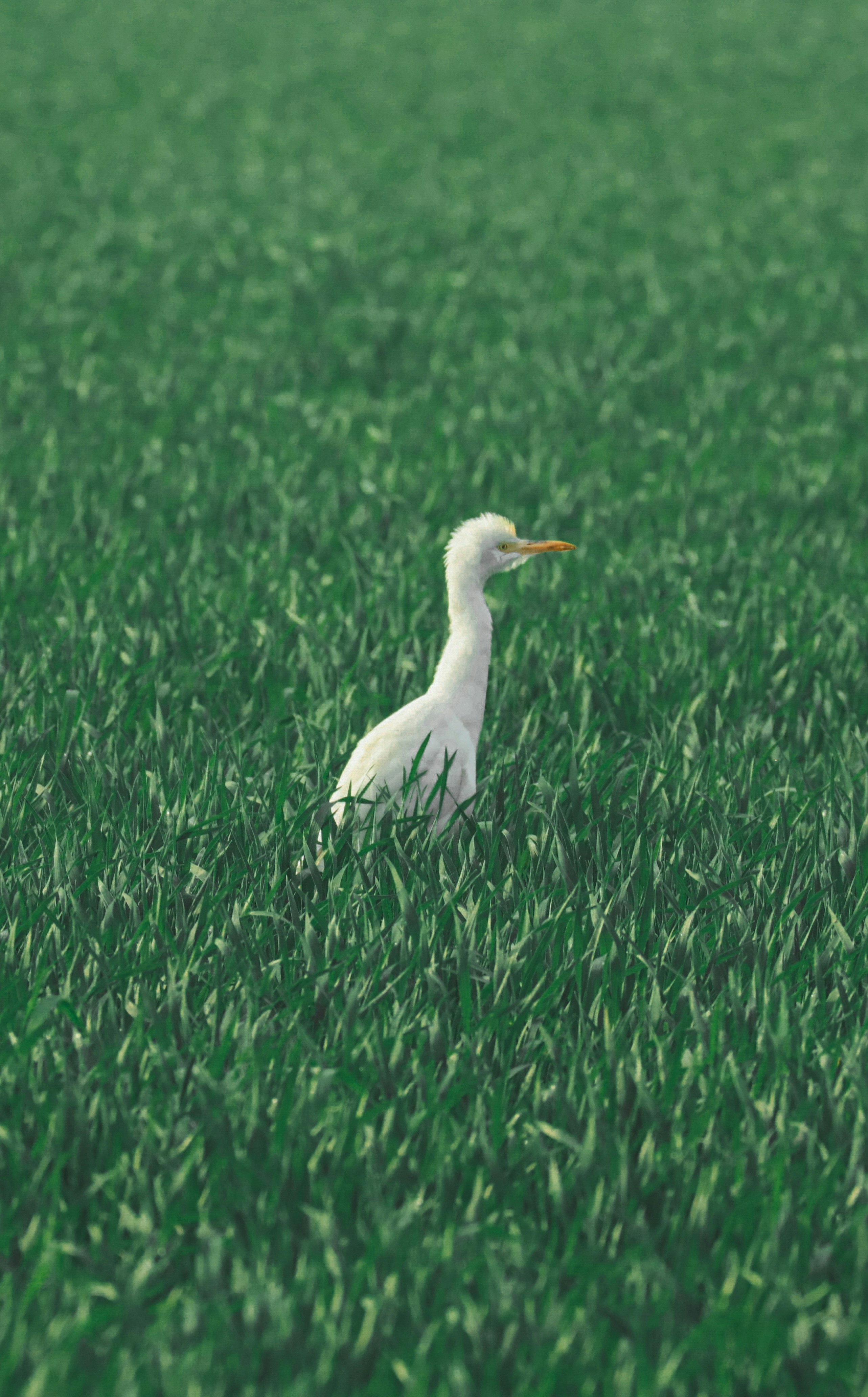 a white bird in a grassy field