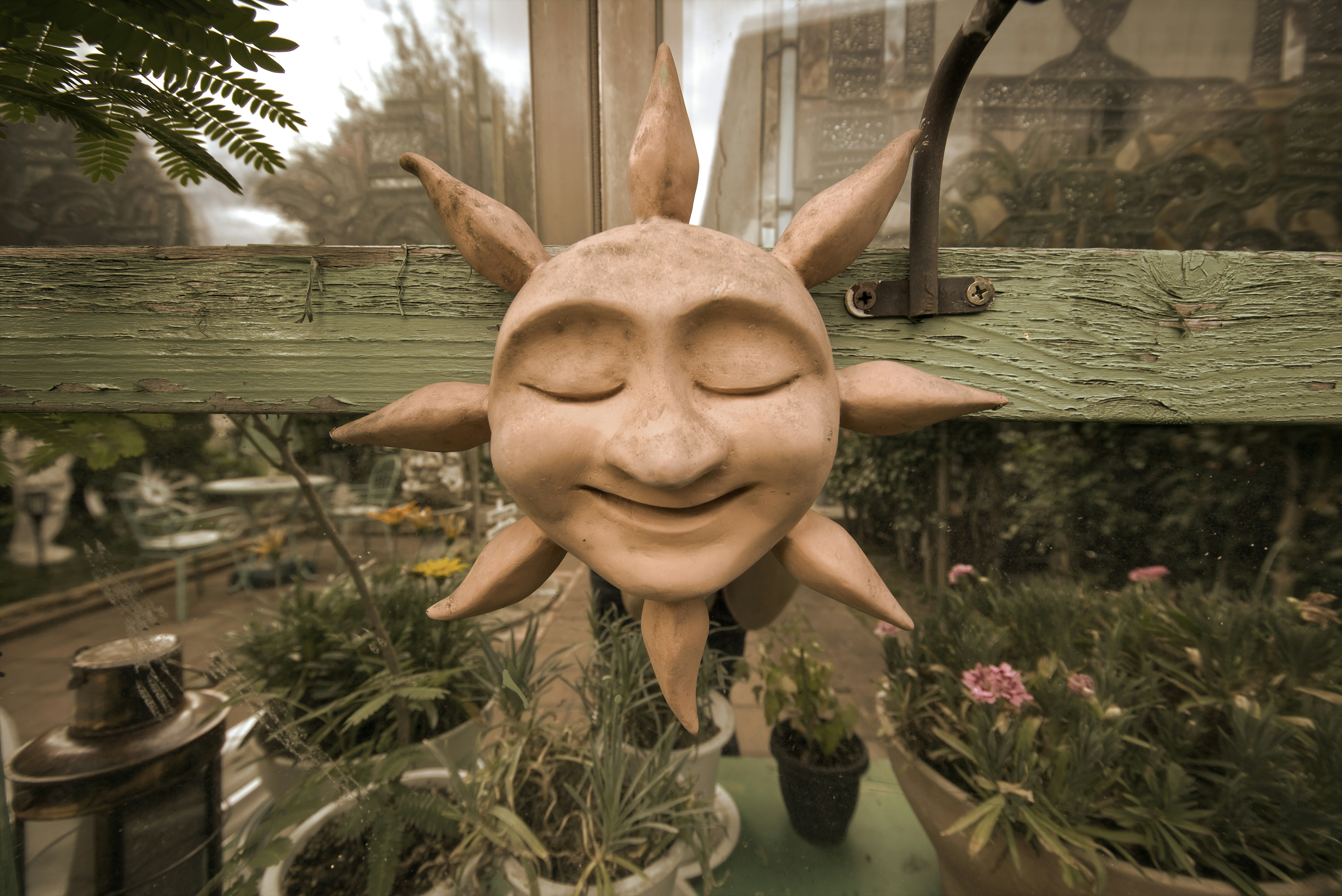Sun Face in a Glasshouse: A Quiet Moment Among Plants