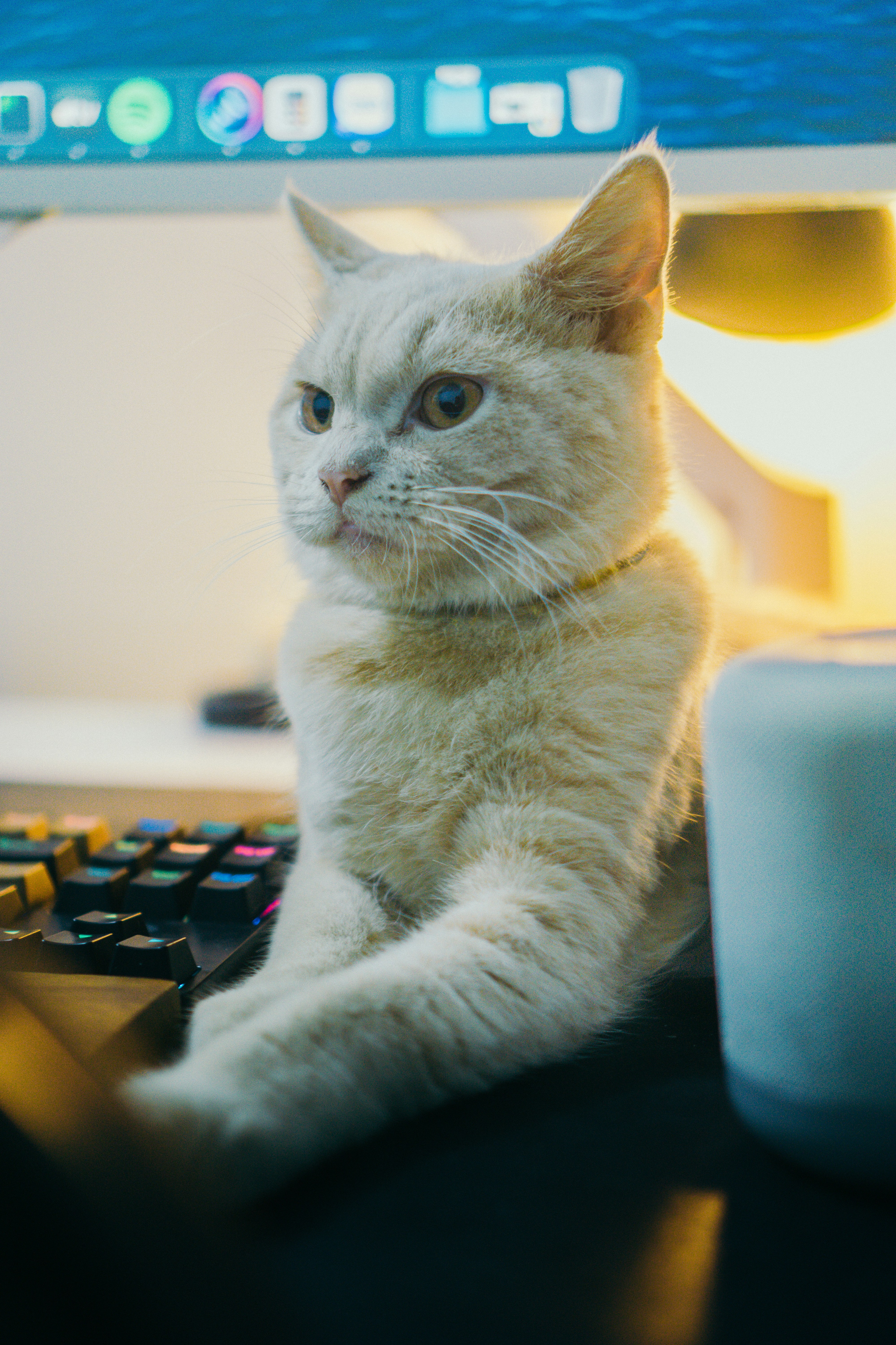 Cat On Computer Pictures | Download Free Images on Unsplash