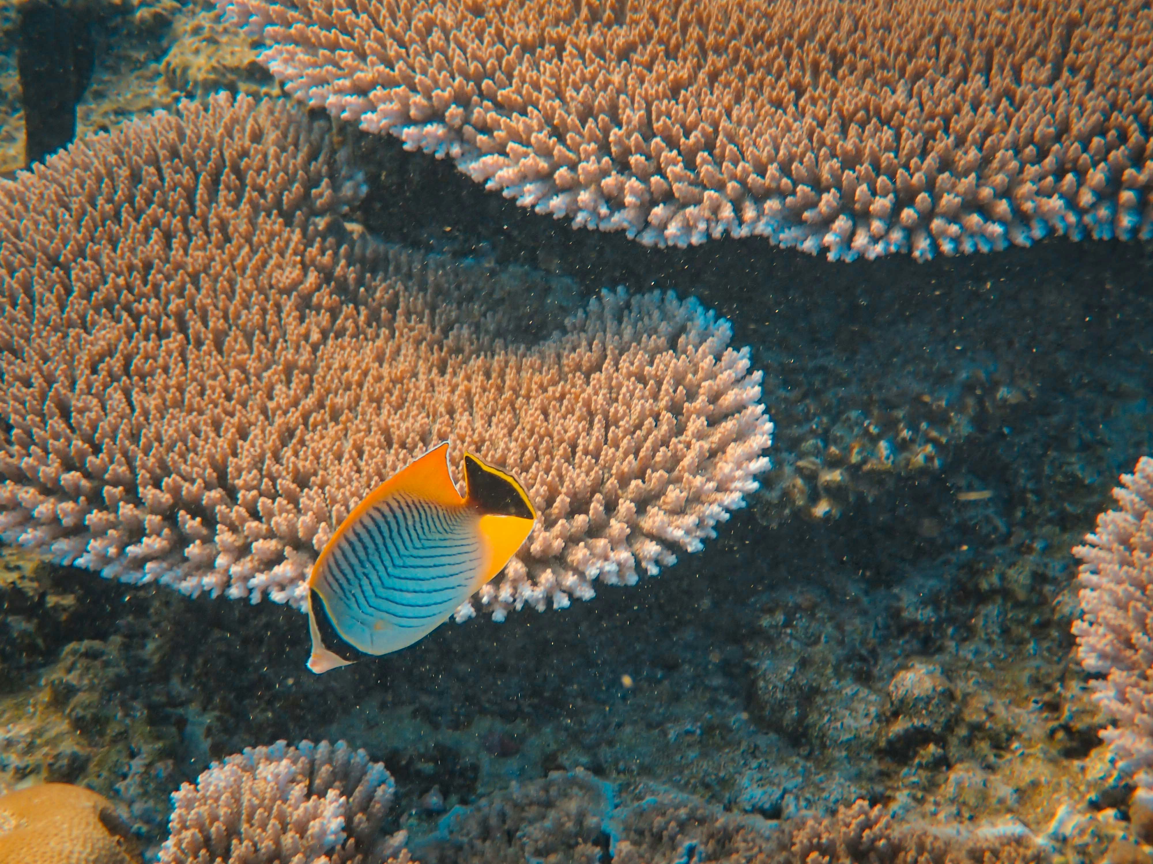 A fish swimming in the water photo – Free Farasan islands saudi arabia ...