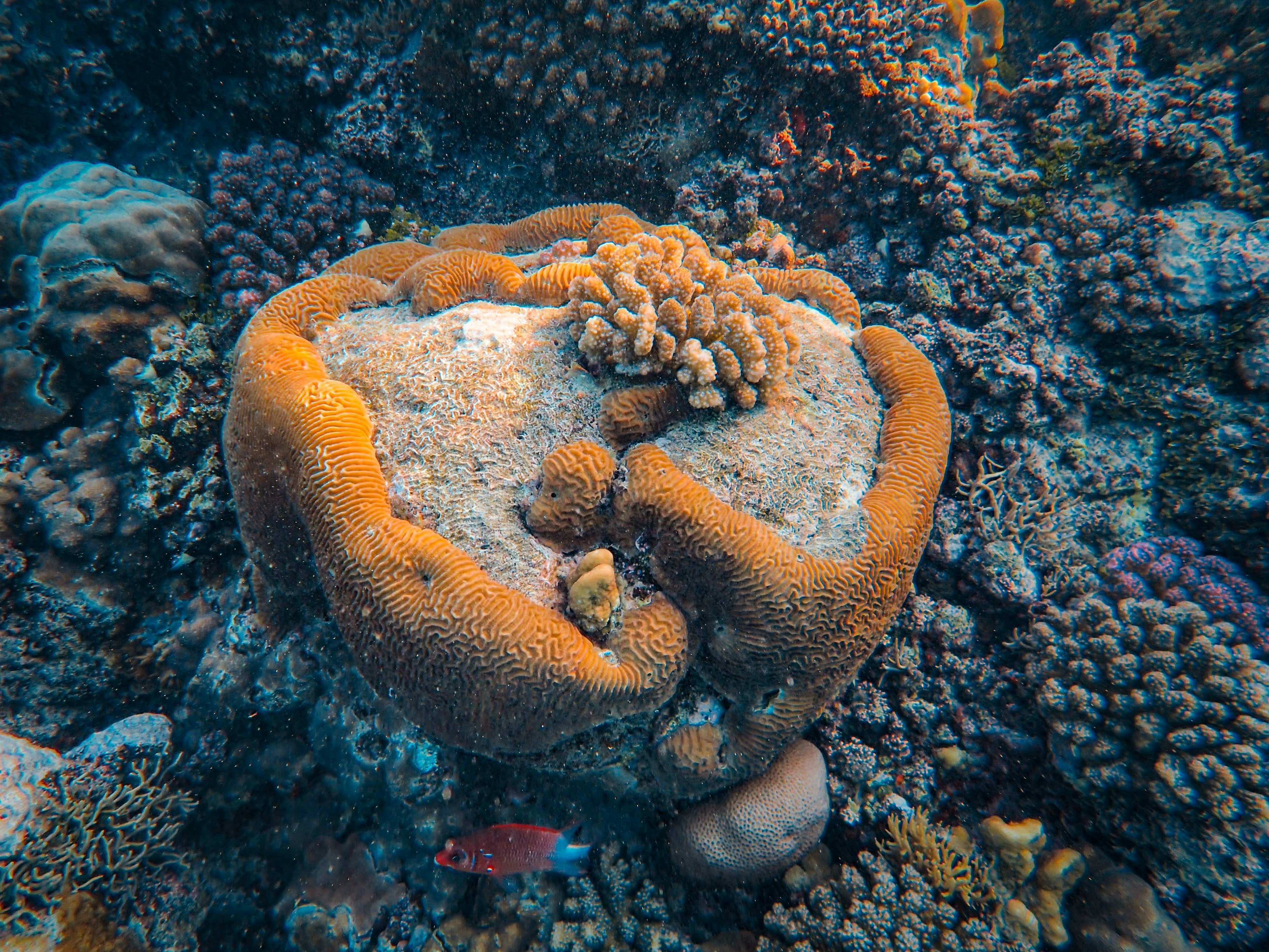 Une créature marine dans l’eau photo – Photo Îles farasan arabie ...