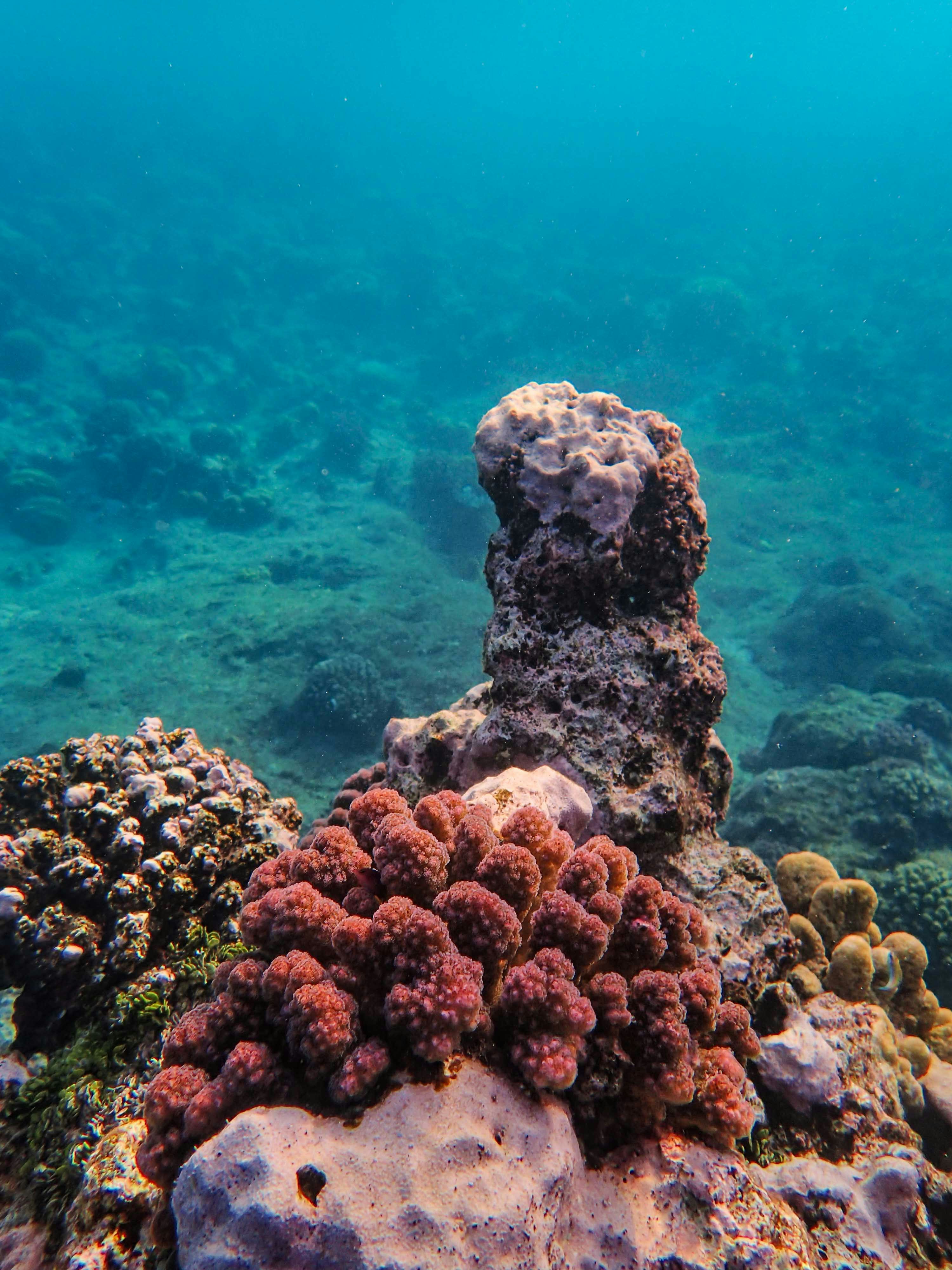 A coral reef under water photo – Free Farasan islands saudi arabia ...