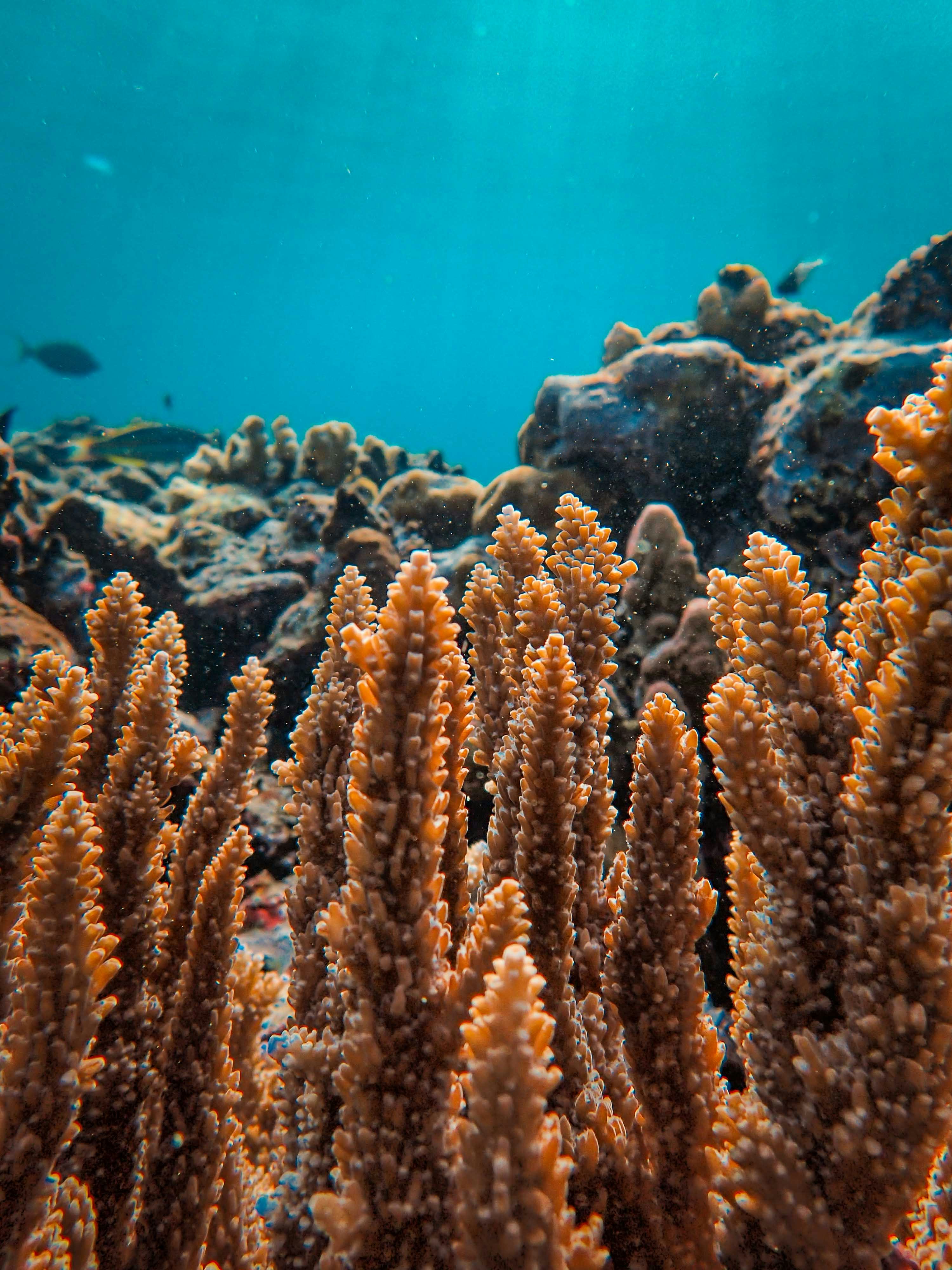 Farasan Islands Saudi Arabia Photos | Télécharger des images gratuites ...