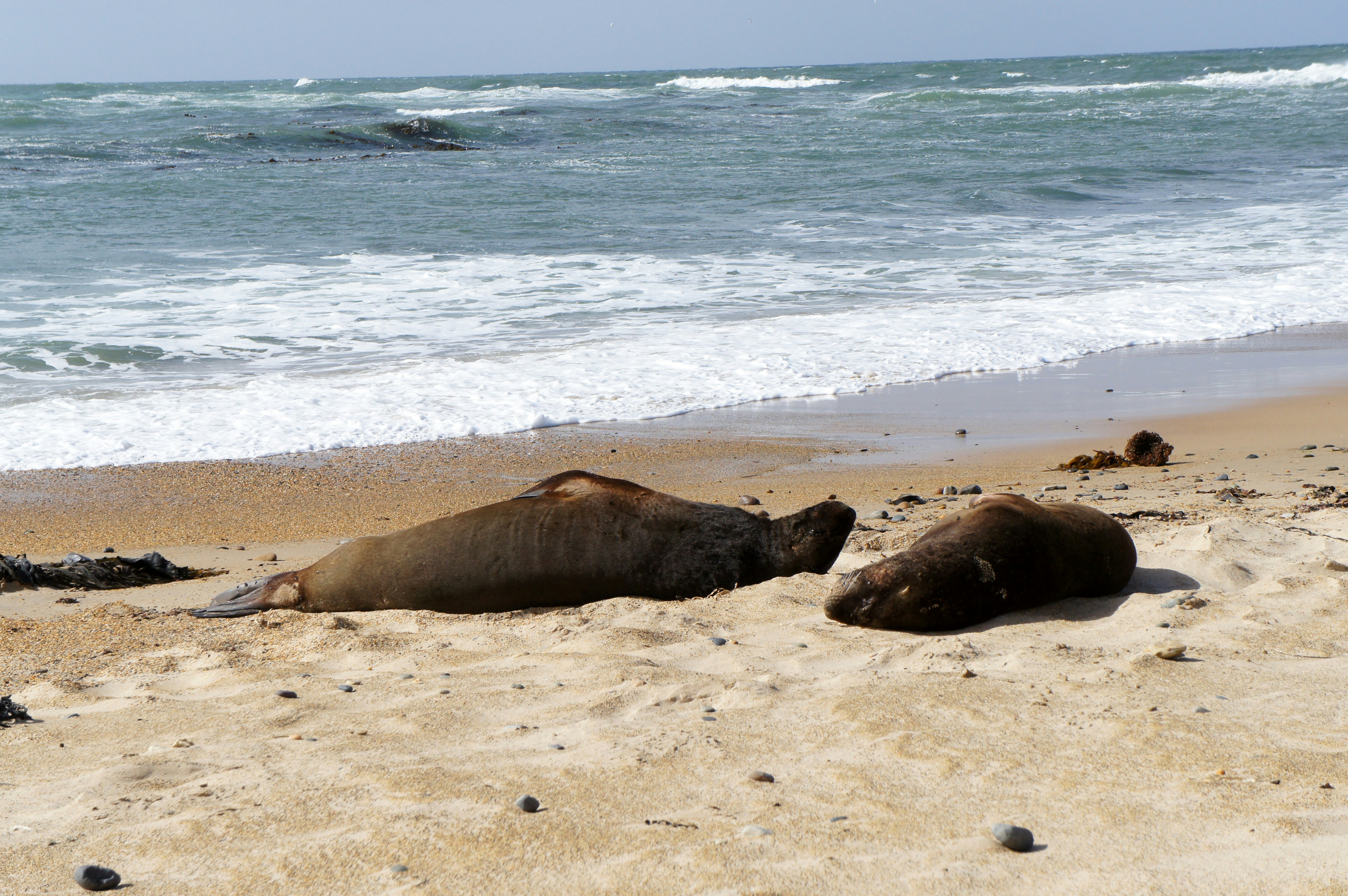 A group of seals on a beach photo – Free Image on Unsplash