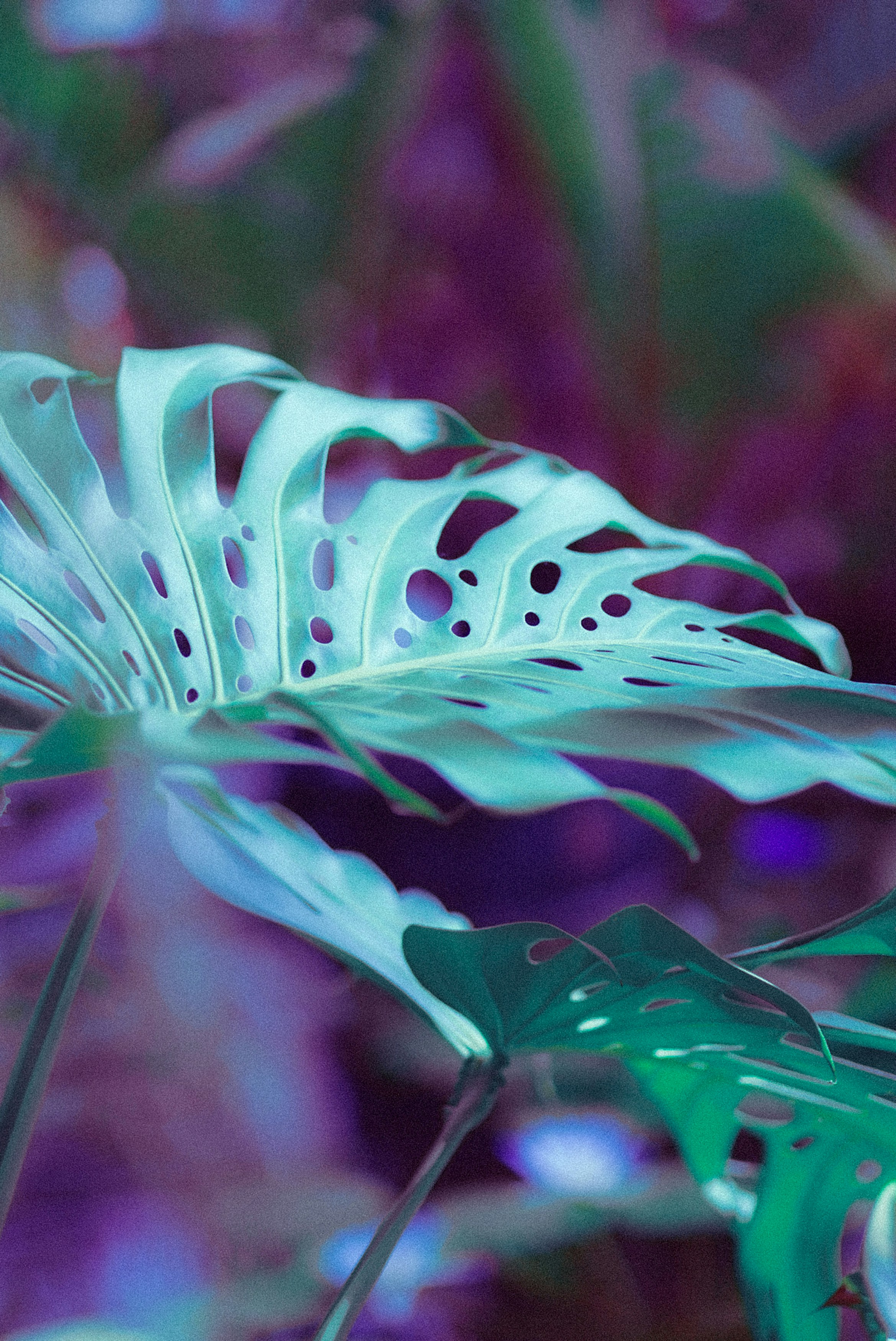 Neon Monstera in a Velvet Twilight: Cyan Veins Against Purple Haze