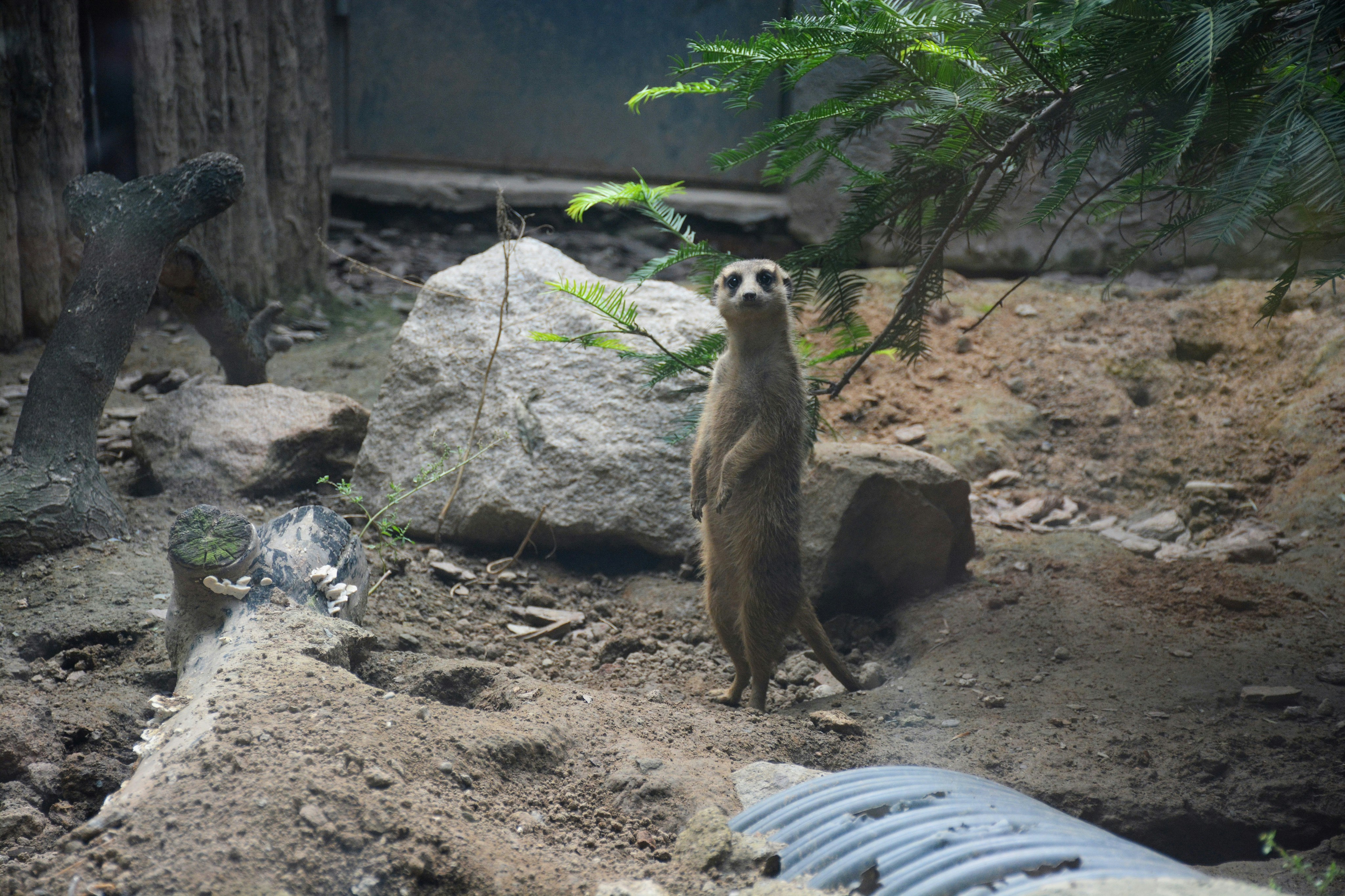 a small animal standing on dirt