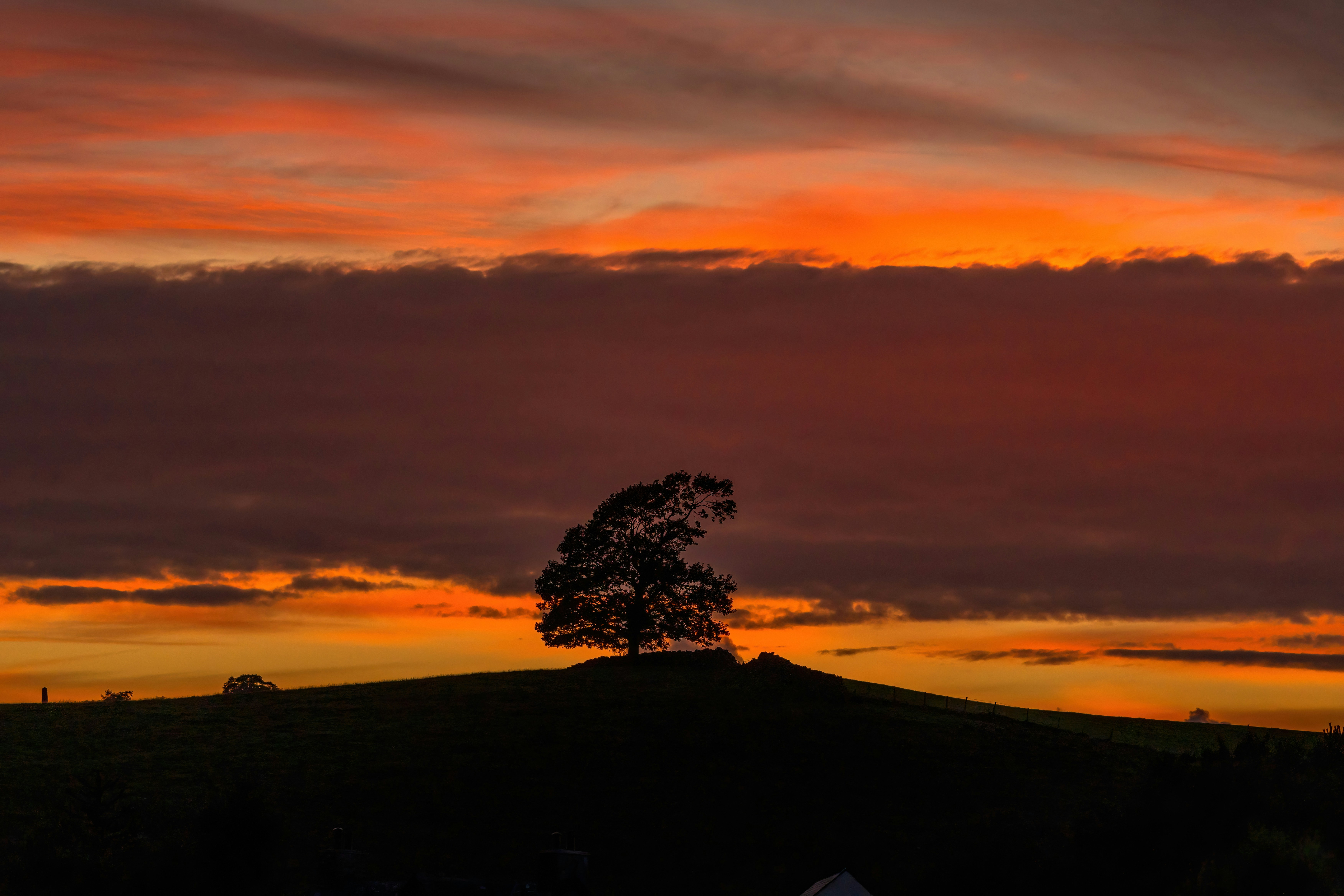 A tree on a hill photo – Free Kendal Image on Unsplash
