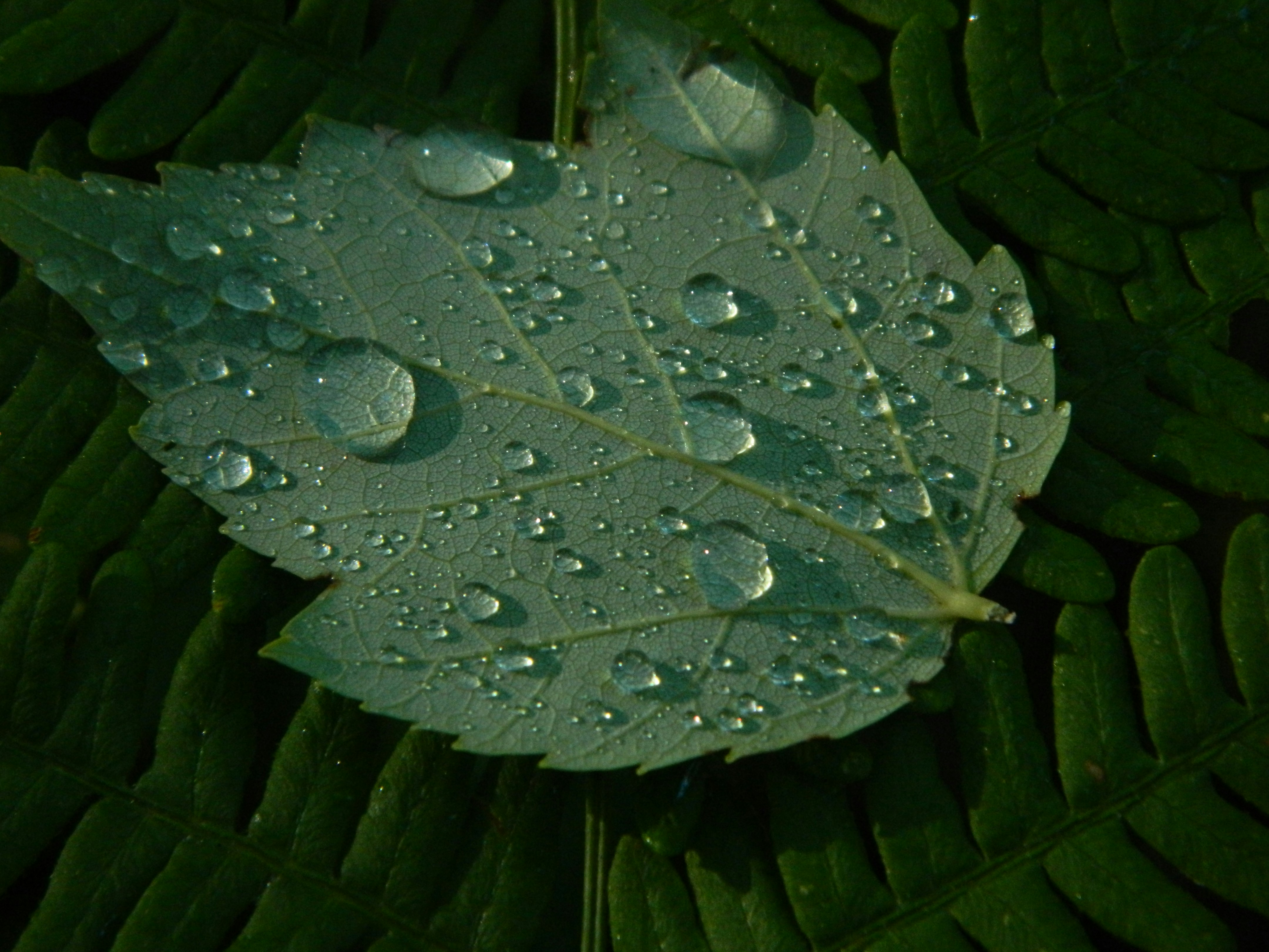 Close-up of a pale green leaf with numerous water droplets on its surface, set against darker surrounding foliage.