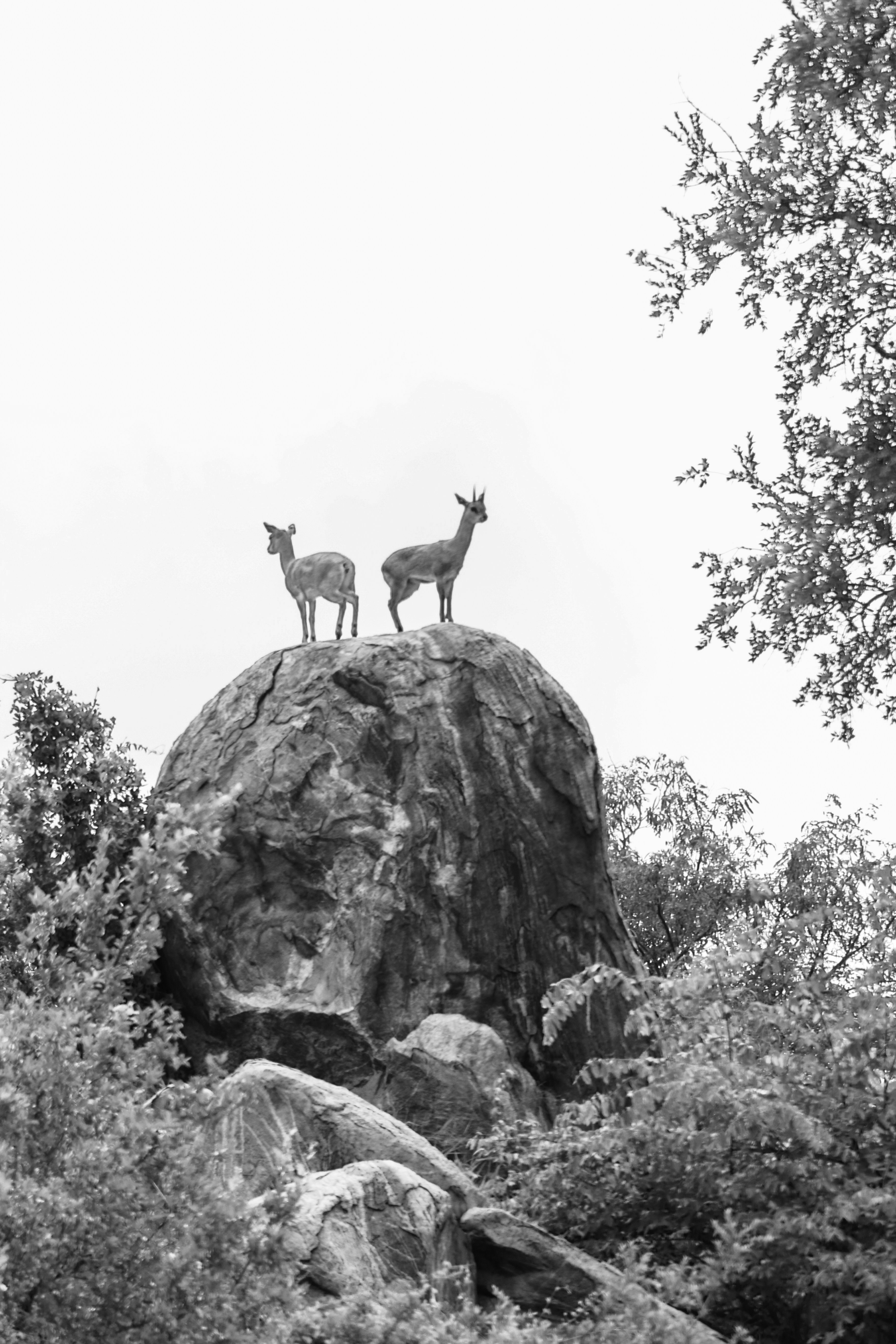 Two Deer Stand Vigil on a Granite Summit