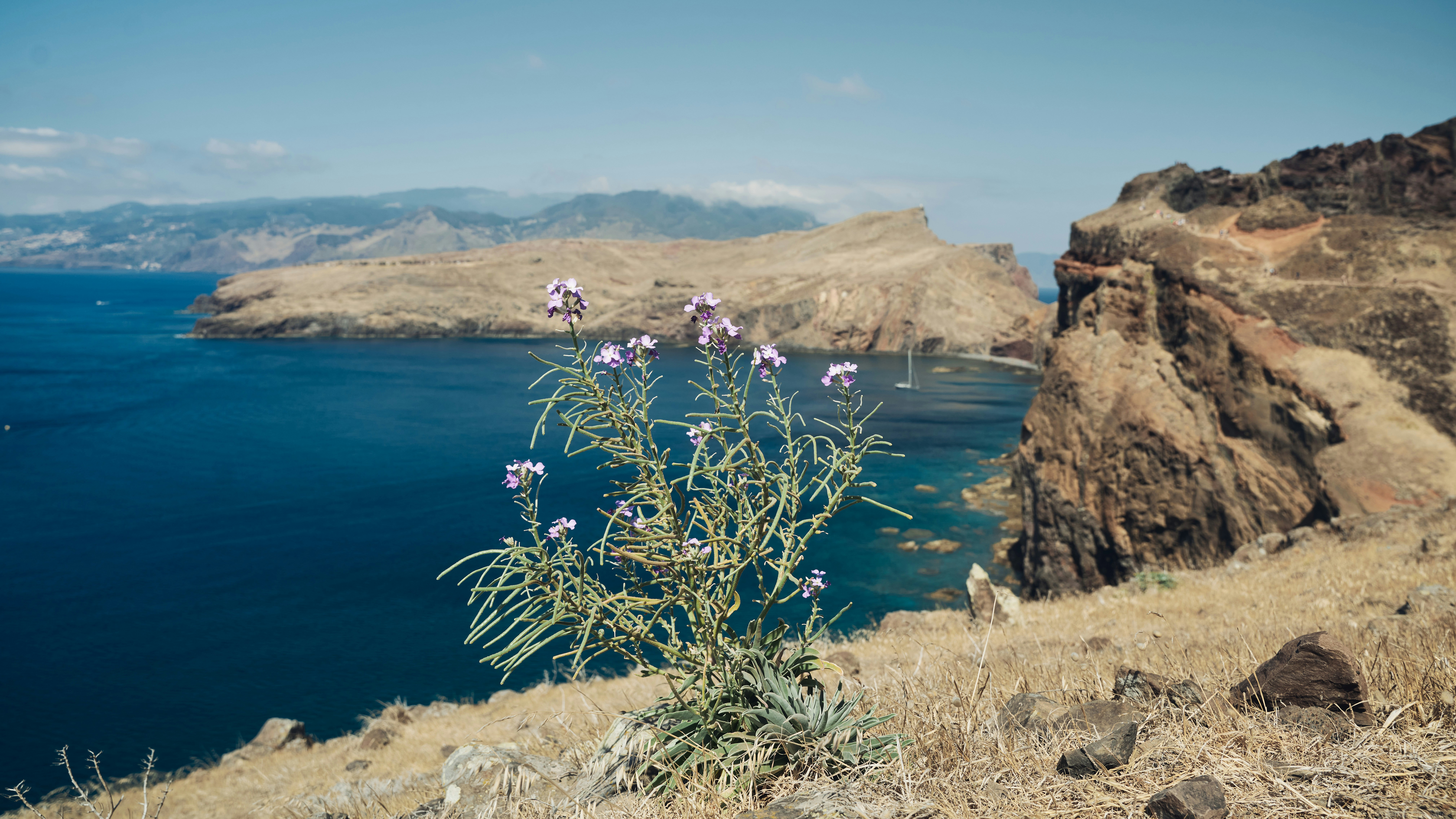 Lavender Blooms at the Cliff Edge Over a Cerulean Sea
