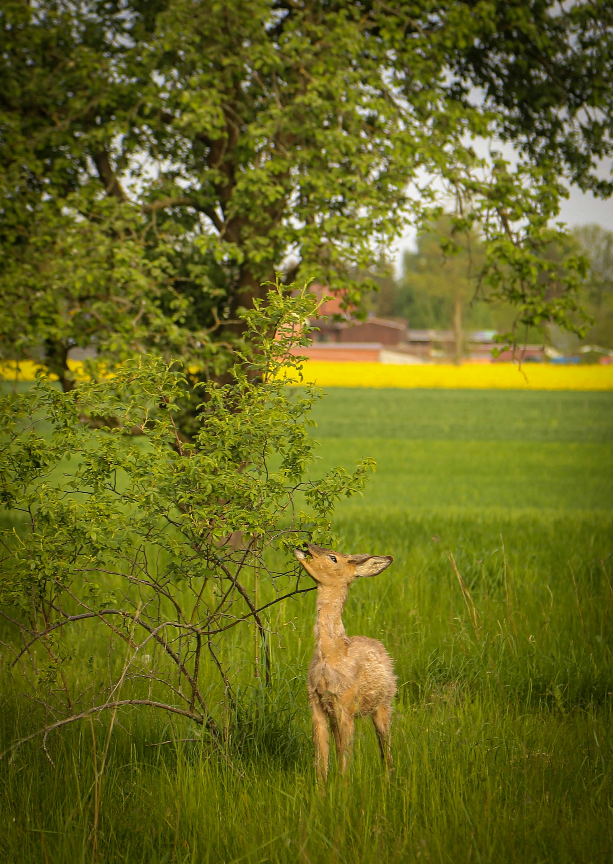 Curious Fawn by a Leafy Boundary in a Sunlit Meadow
