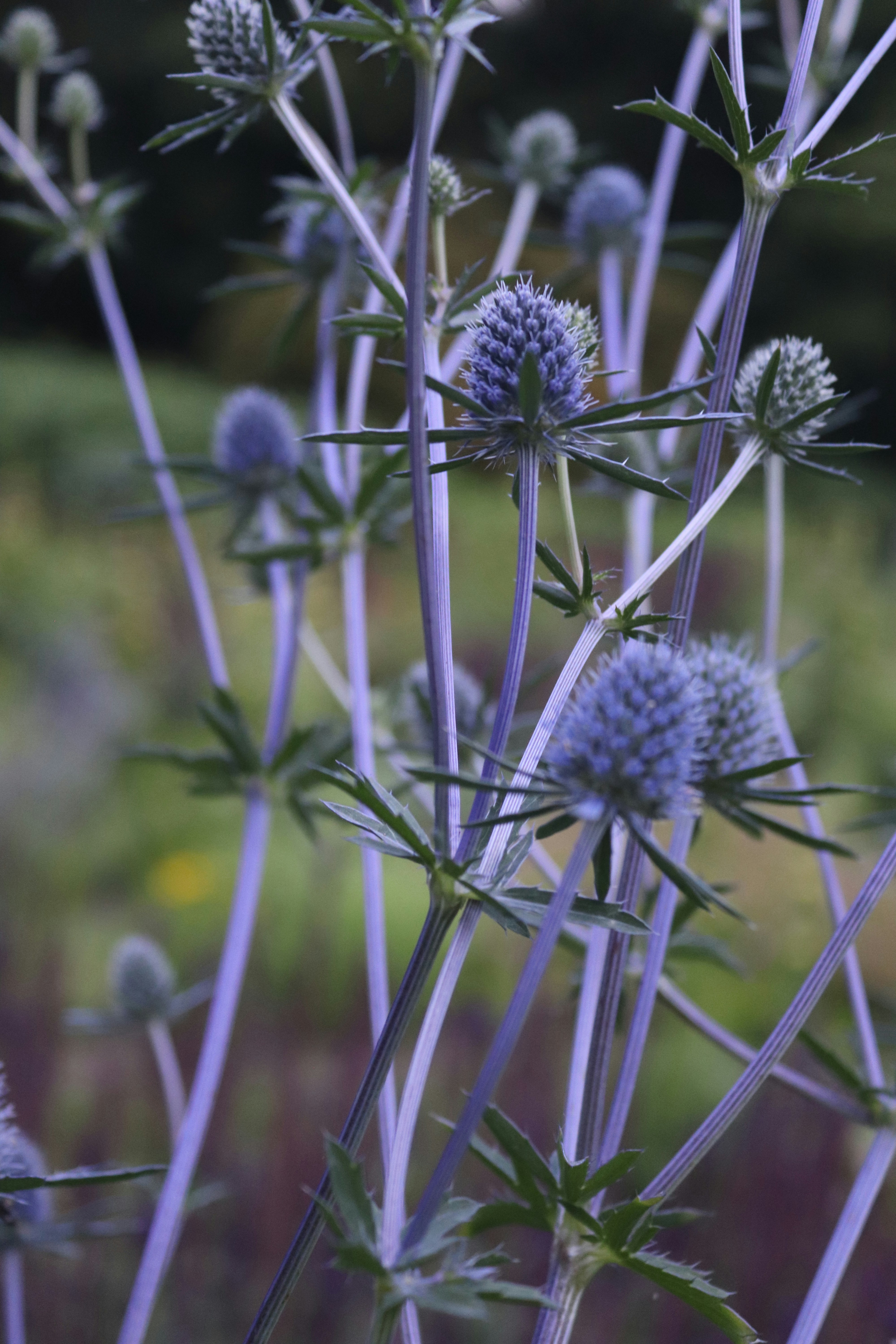 Close-up of spiky thistle flowers with slender stems against a blurred green background.