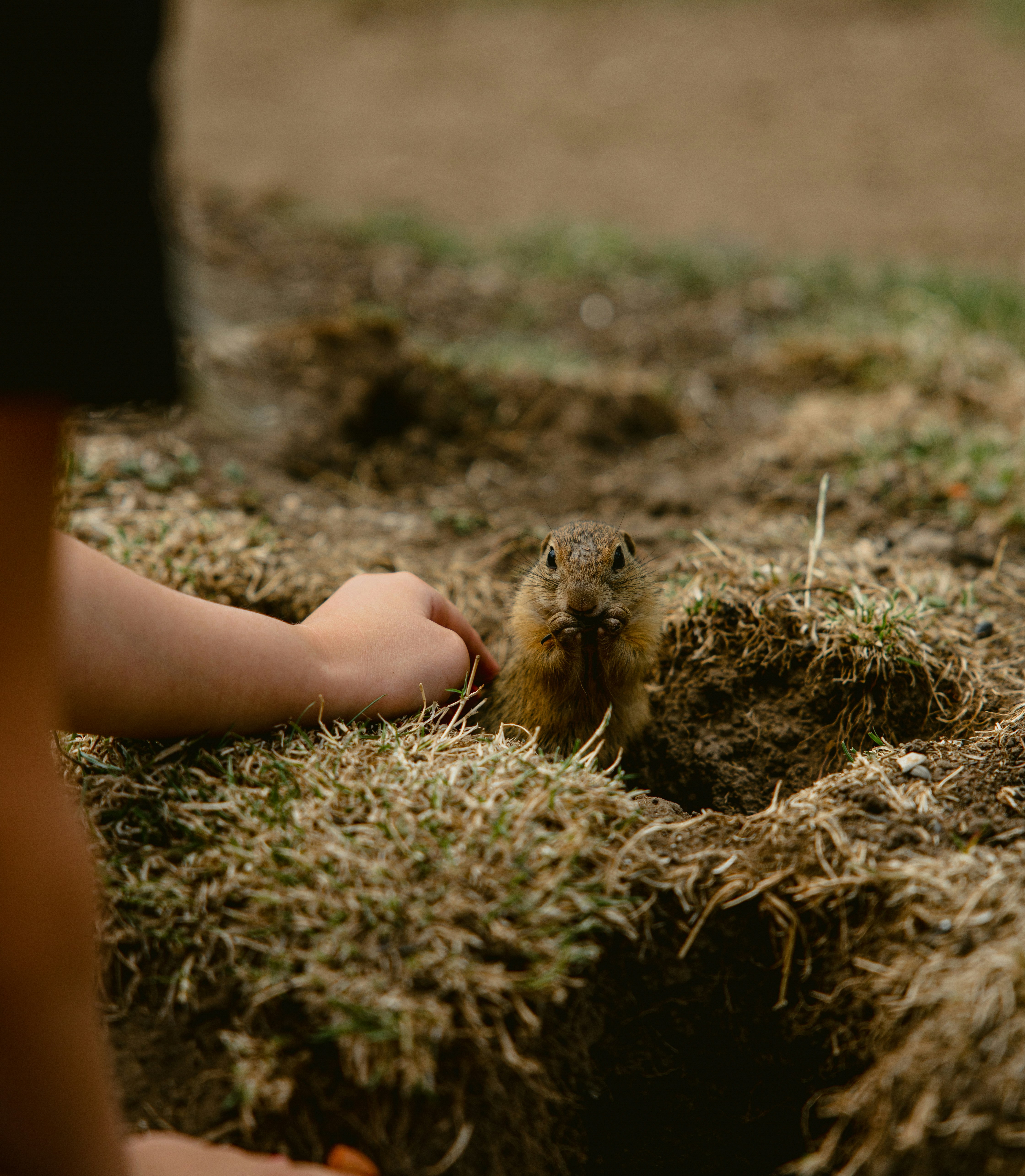 A curious squirrel pauses near its burrow, eyeing an outstretched hand. The natural setting highlights the interaction between wildlife and humans.