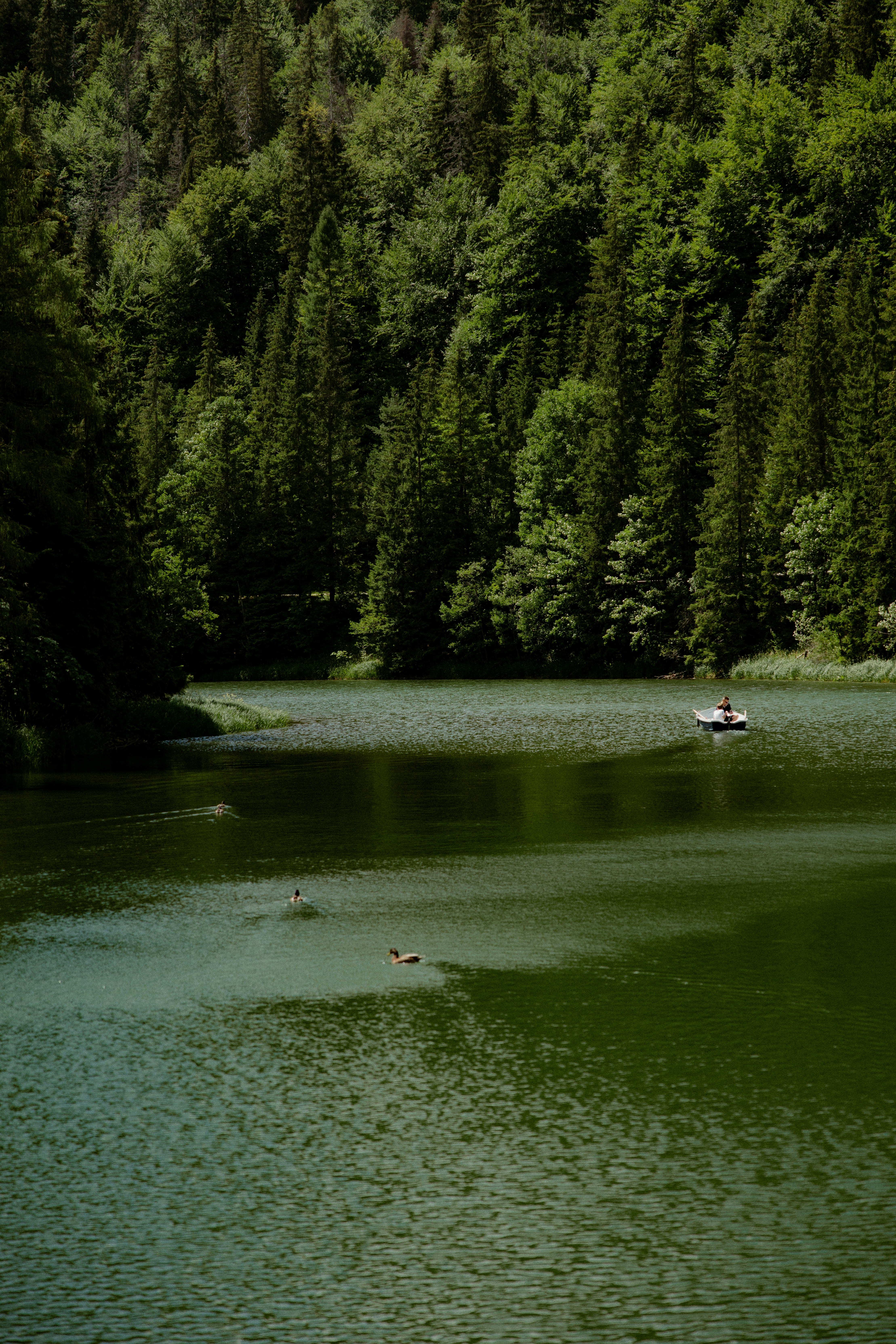Verdant Lake Crossing: A Quiet Boat Among Pines