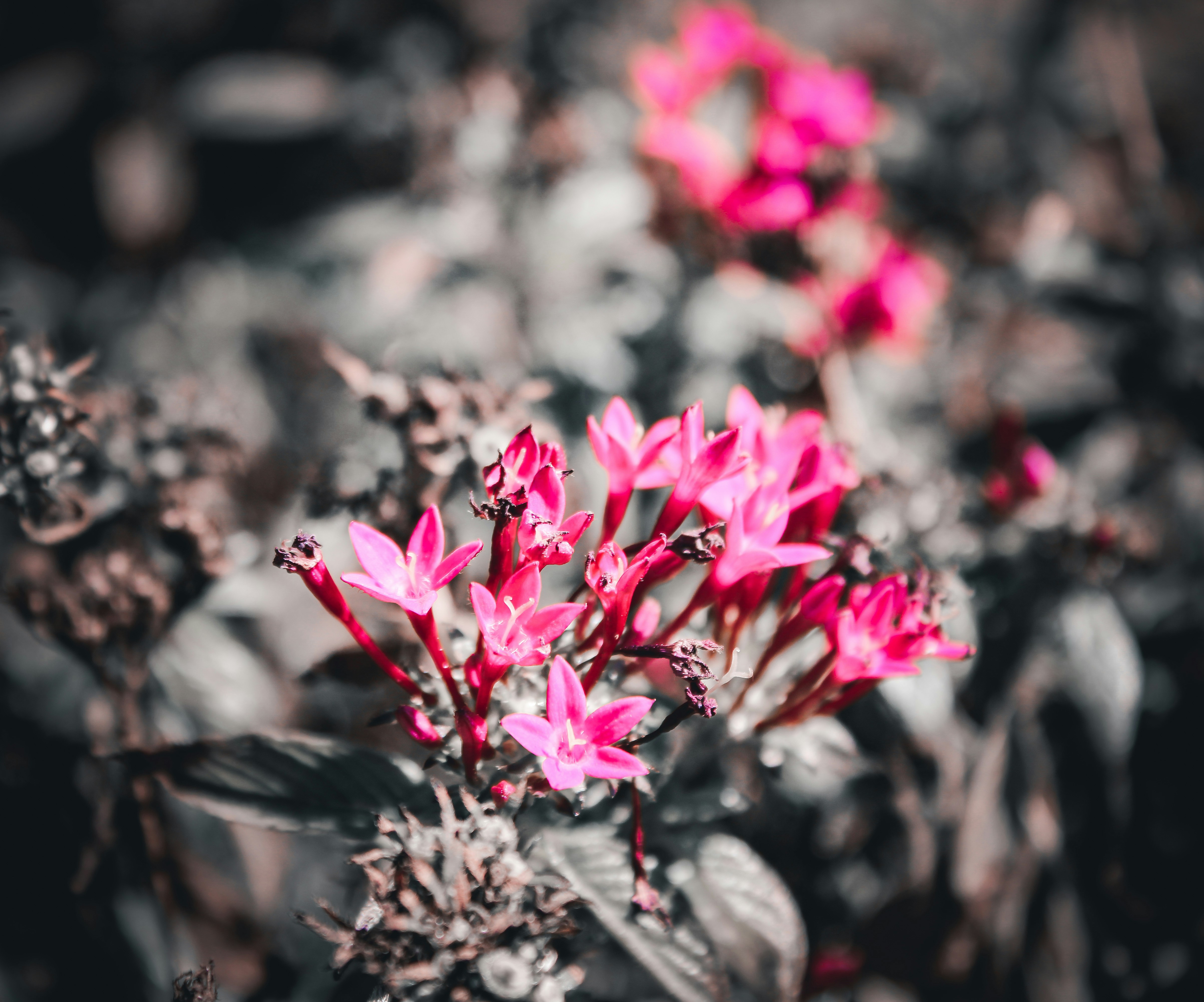 Vibrant Blossoms Amidst Monochrome