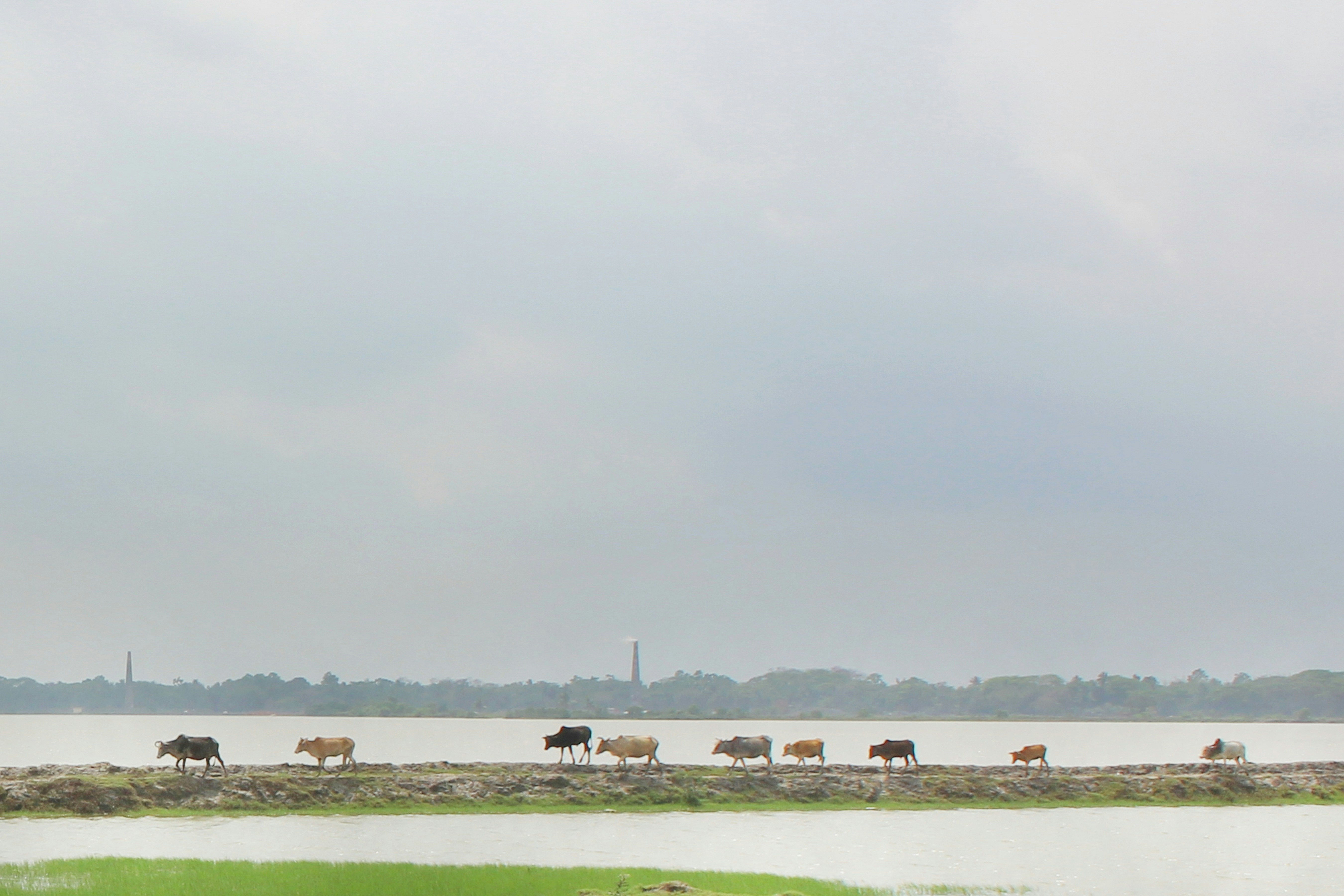 A group of animals stand in a field photo – Free Rural photography ...