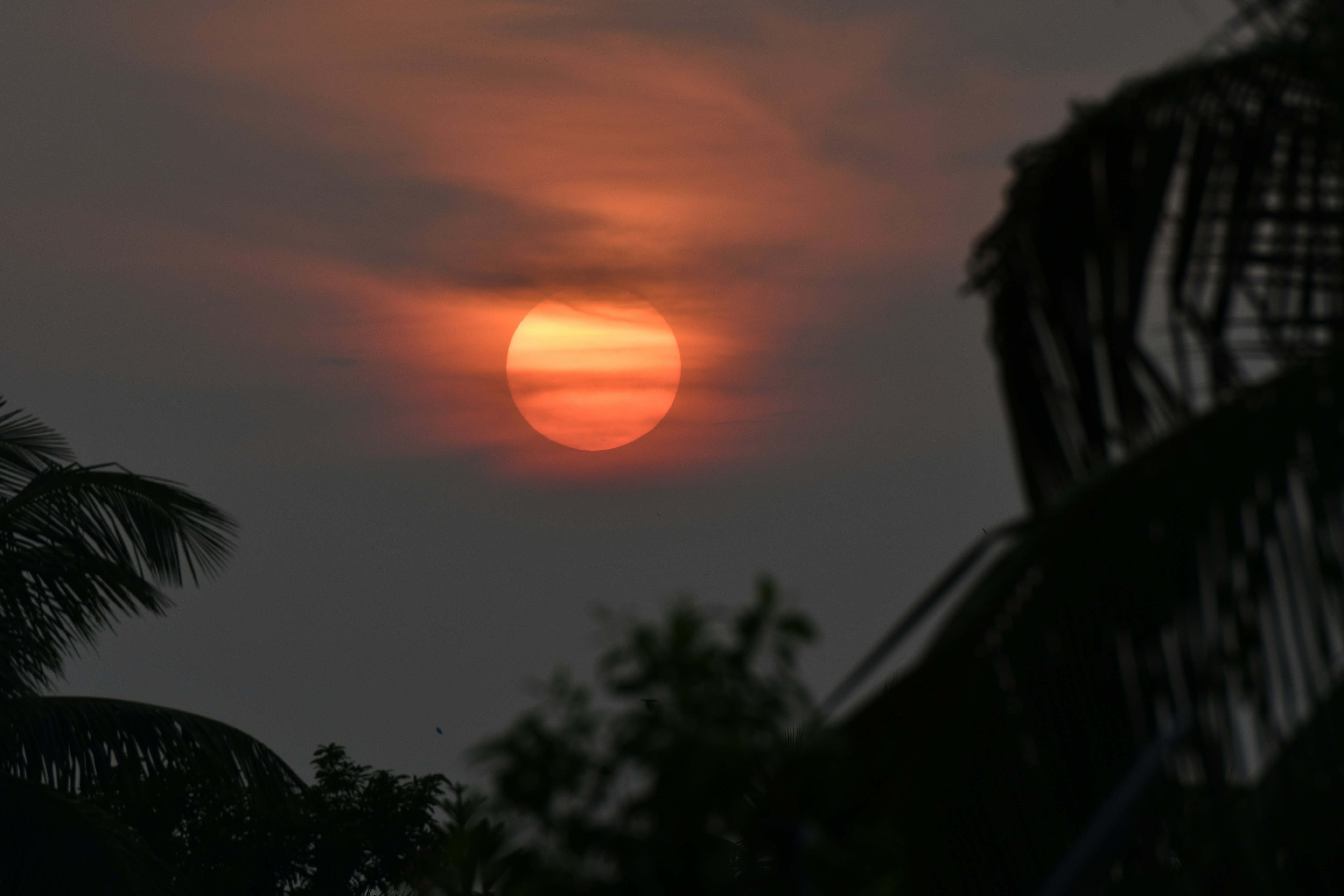 Hushed Dusk: Sun Through Palm Silhouettes