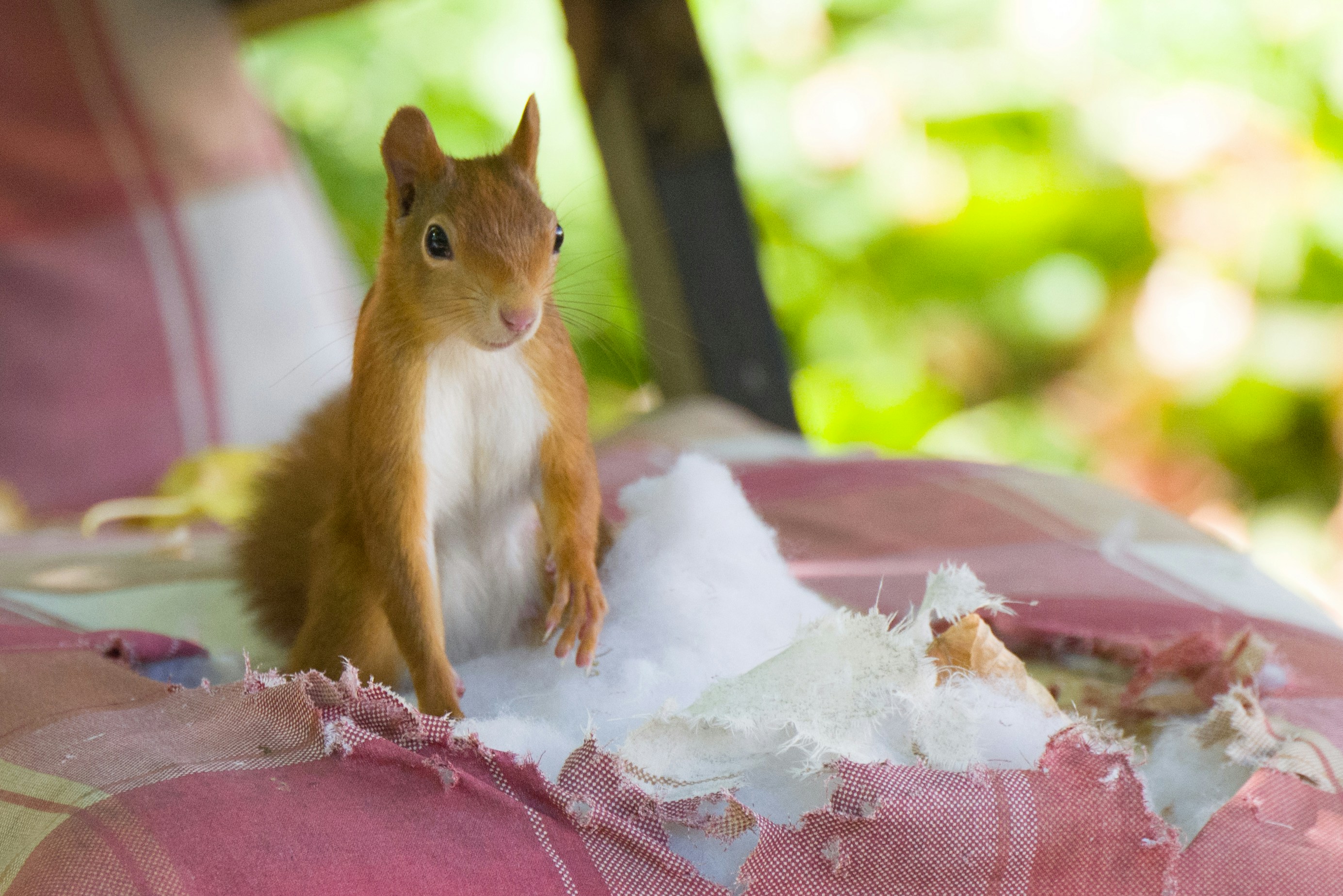 Red squirrel perched on torn fabric with scattered cotton wool.