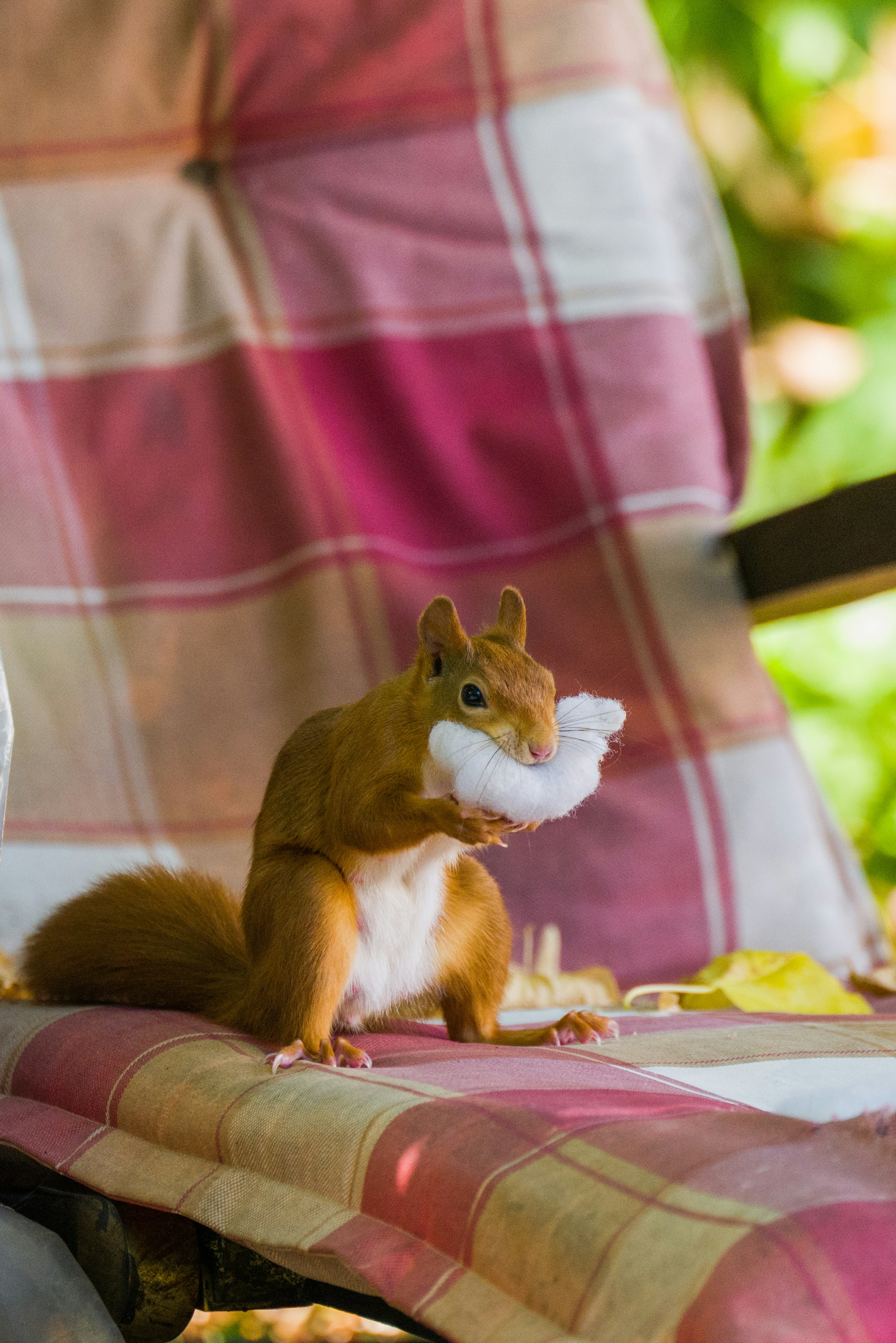 Cotton Puff Snack on a Plaid Porch Chair: A Sunlit Red Squirrel