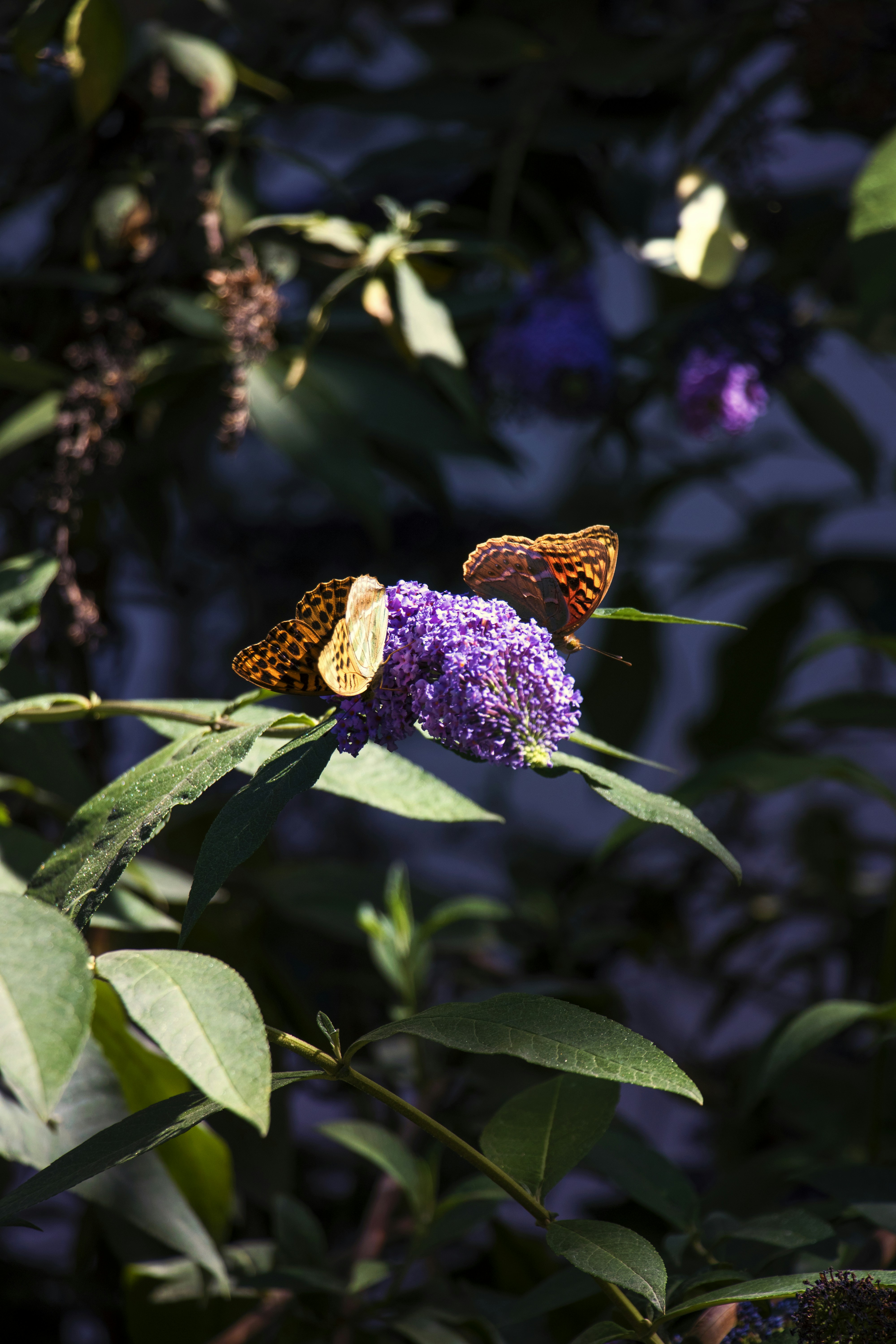 Un couple de papillons sur une fleur photo – Image gratuite de Animal ...
