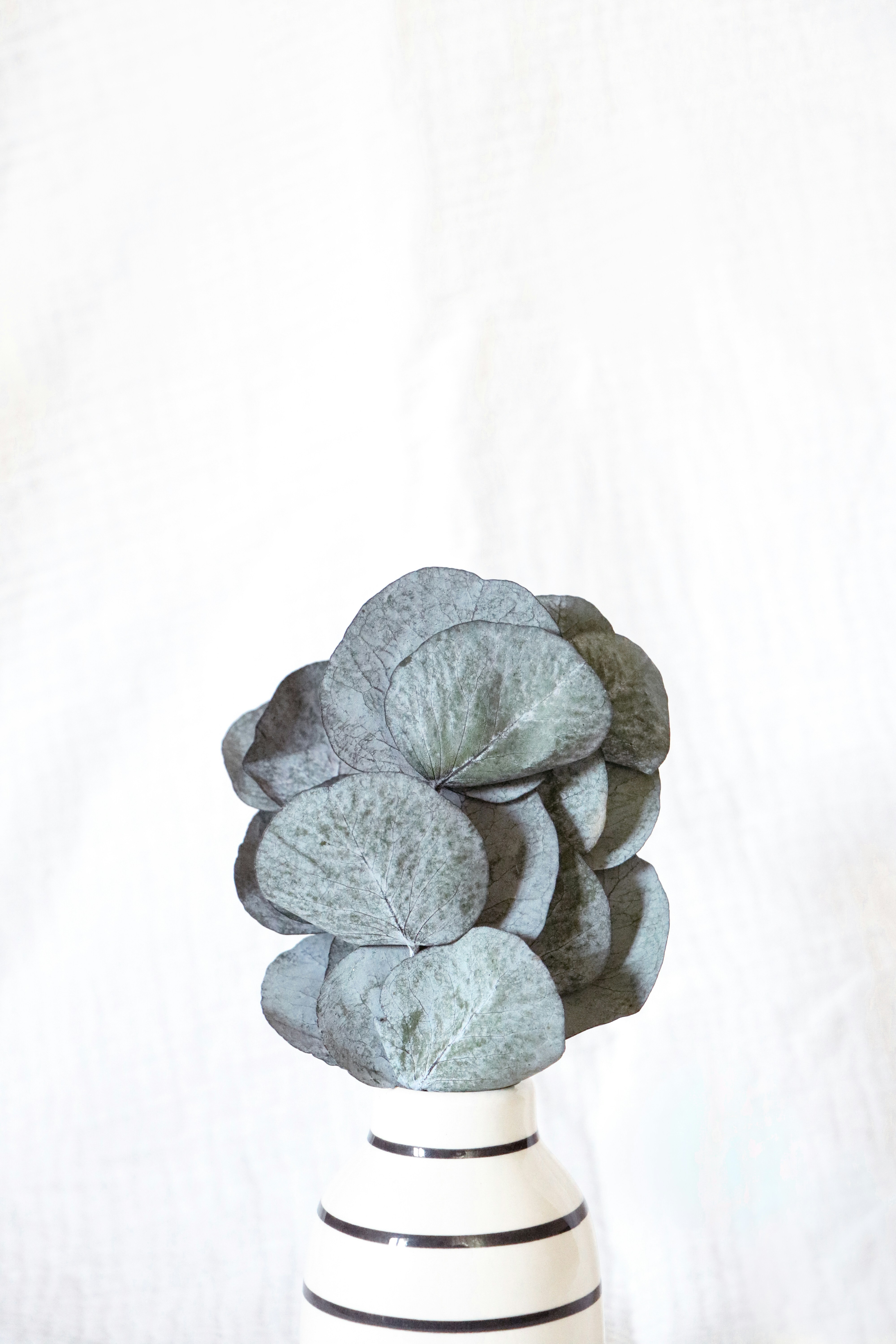 Eucalyptus leaves arranged atop a striped vase, creating a harmonious blend of natural beauty and minimalist design.