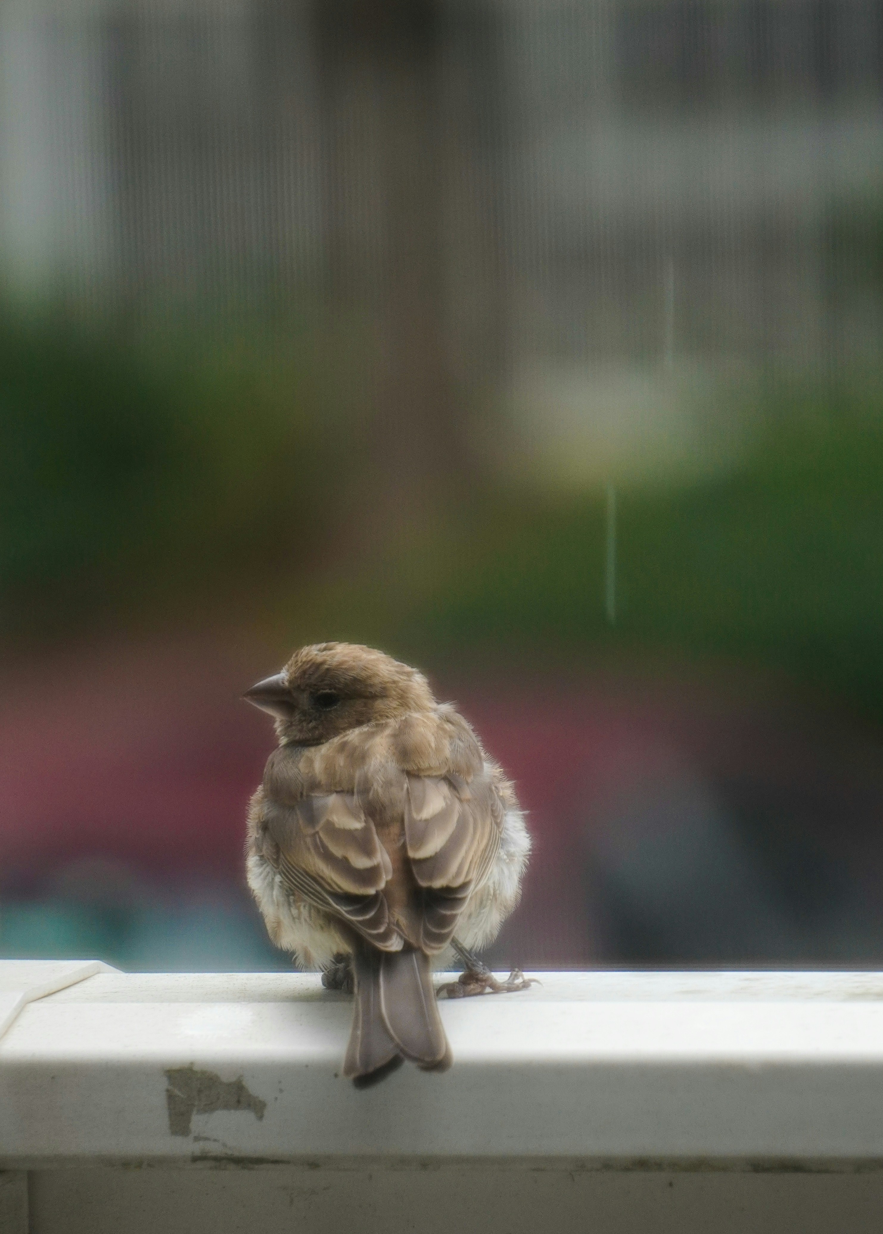 Brown Sparrow Perched on a Rain-Soaked Balcony Rail