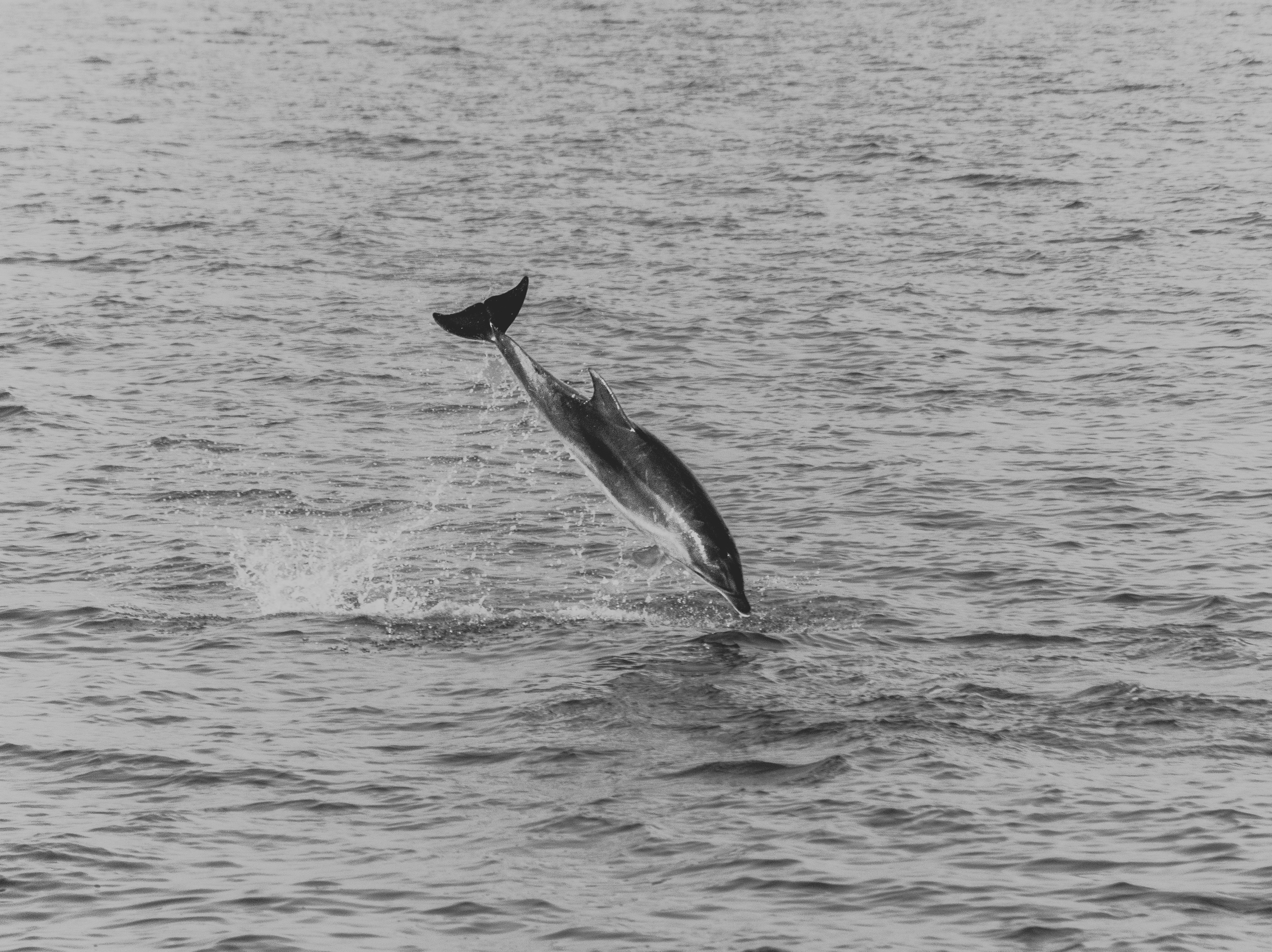 Monochrome Leap: A Dolphin Arcs Over a Quiet Sea