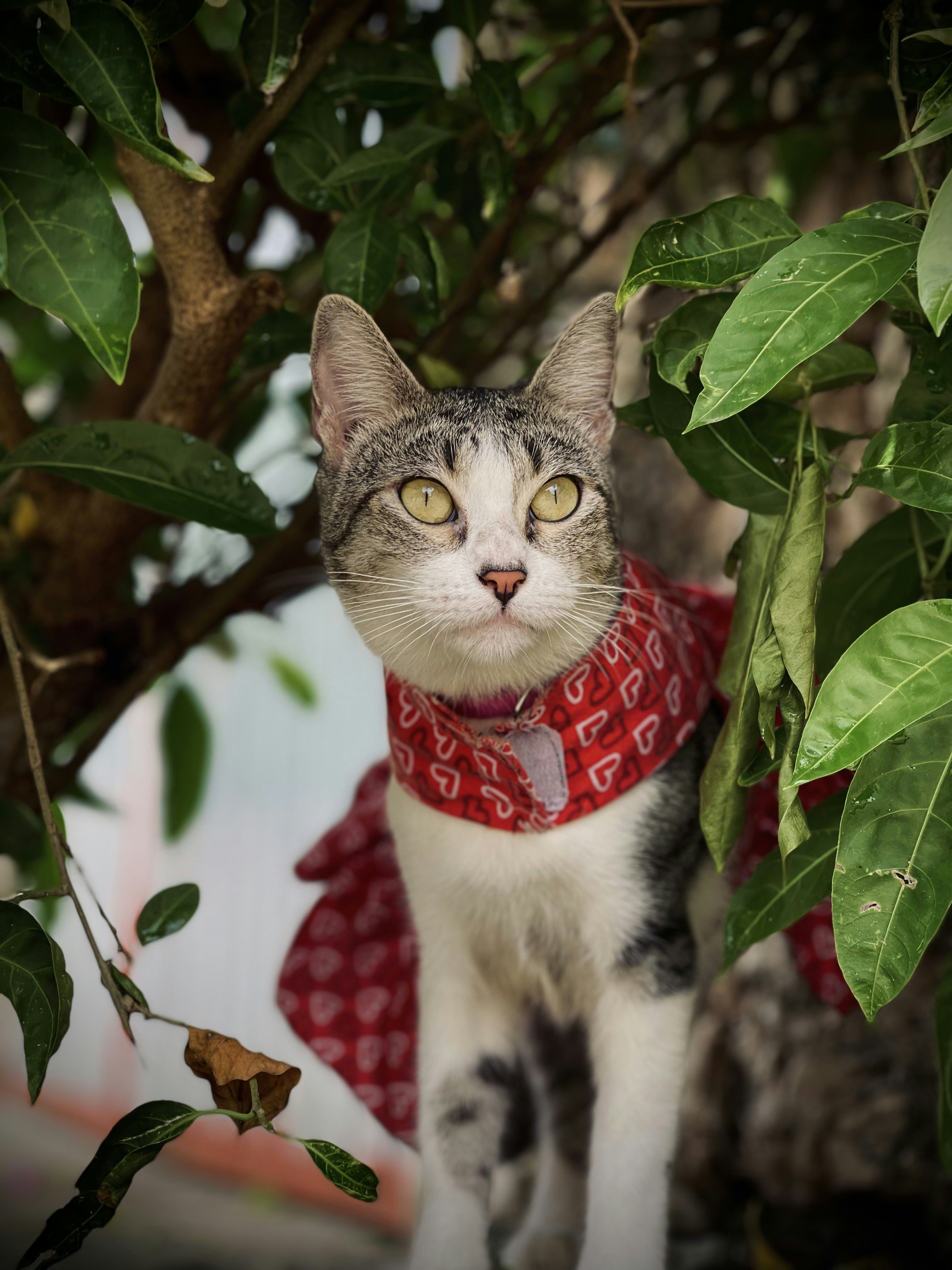 a cat wearing a bow tie