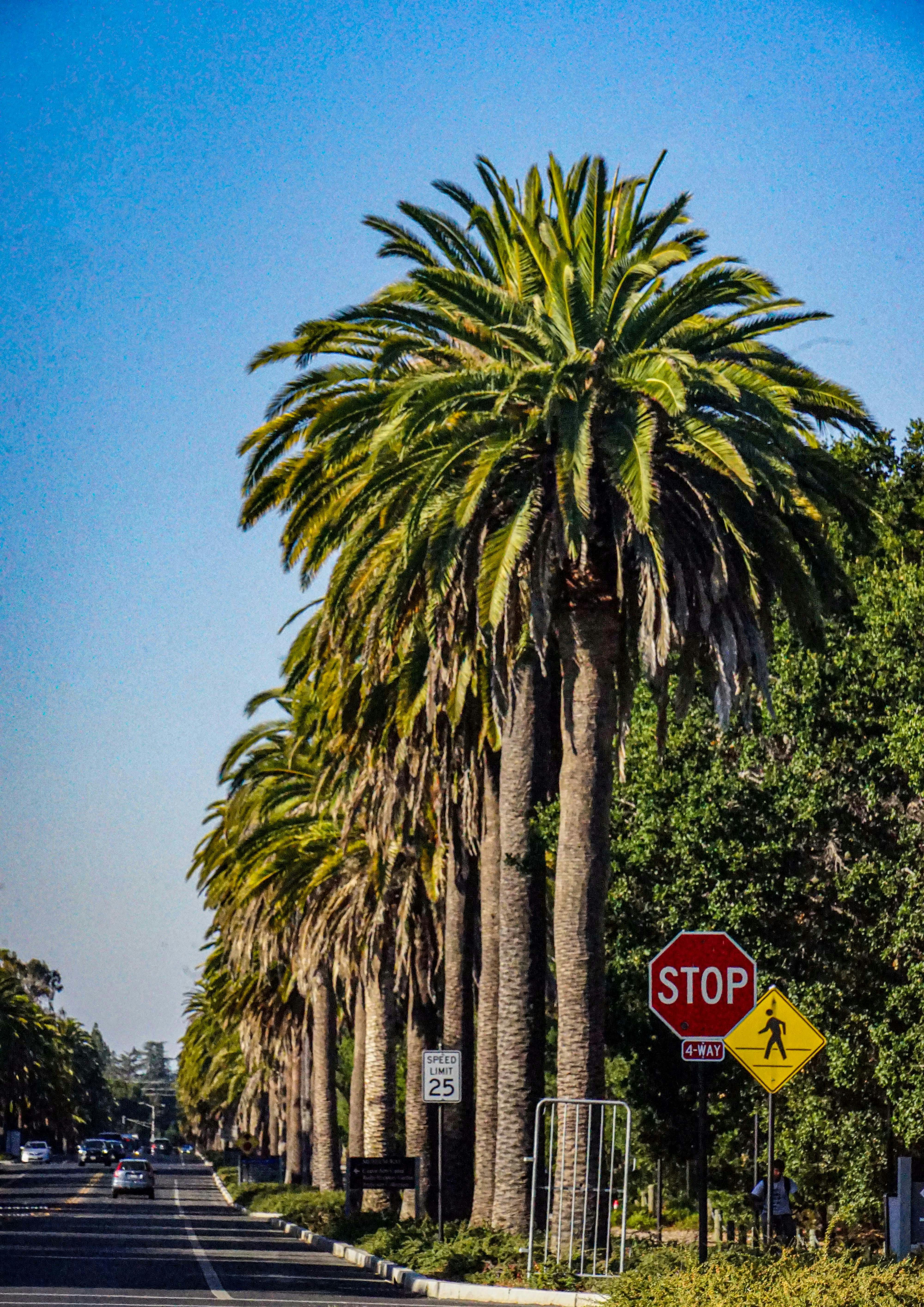 A stop sign next to a palm tree photo – Free Stanford university Image ...