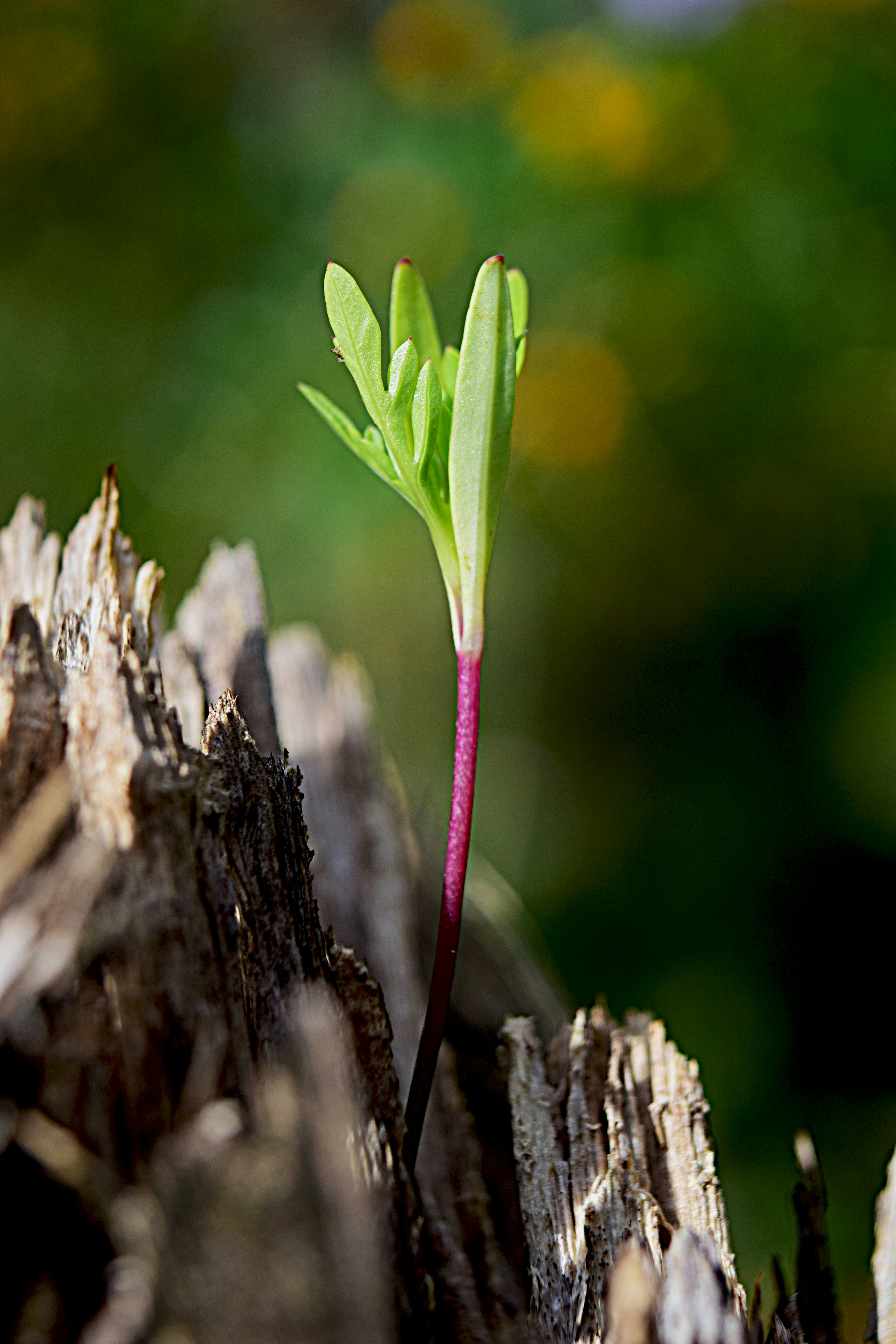 Purple-Stem Seedling Climbing from a Weathered Log