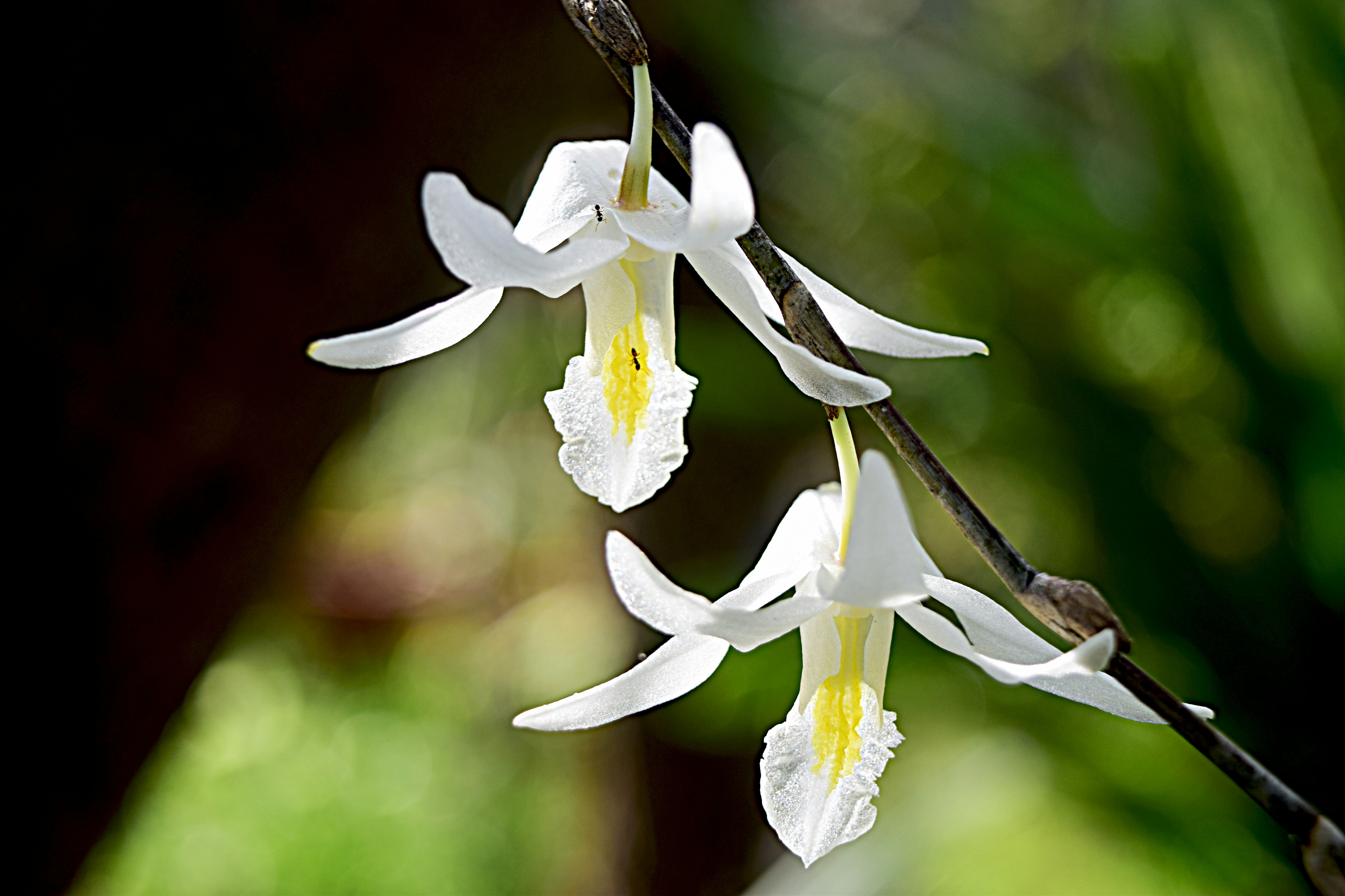 White orchid fronds in sunlit garden