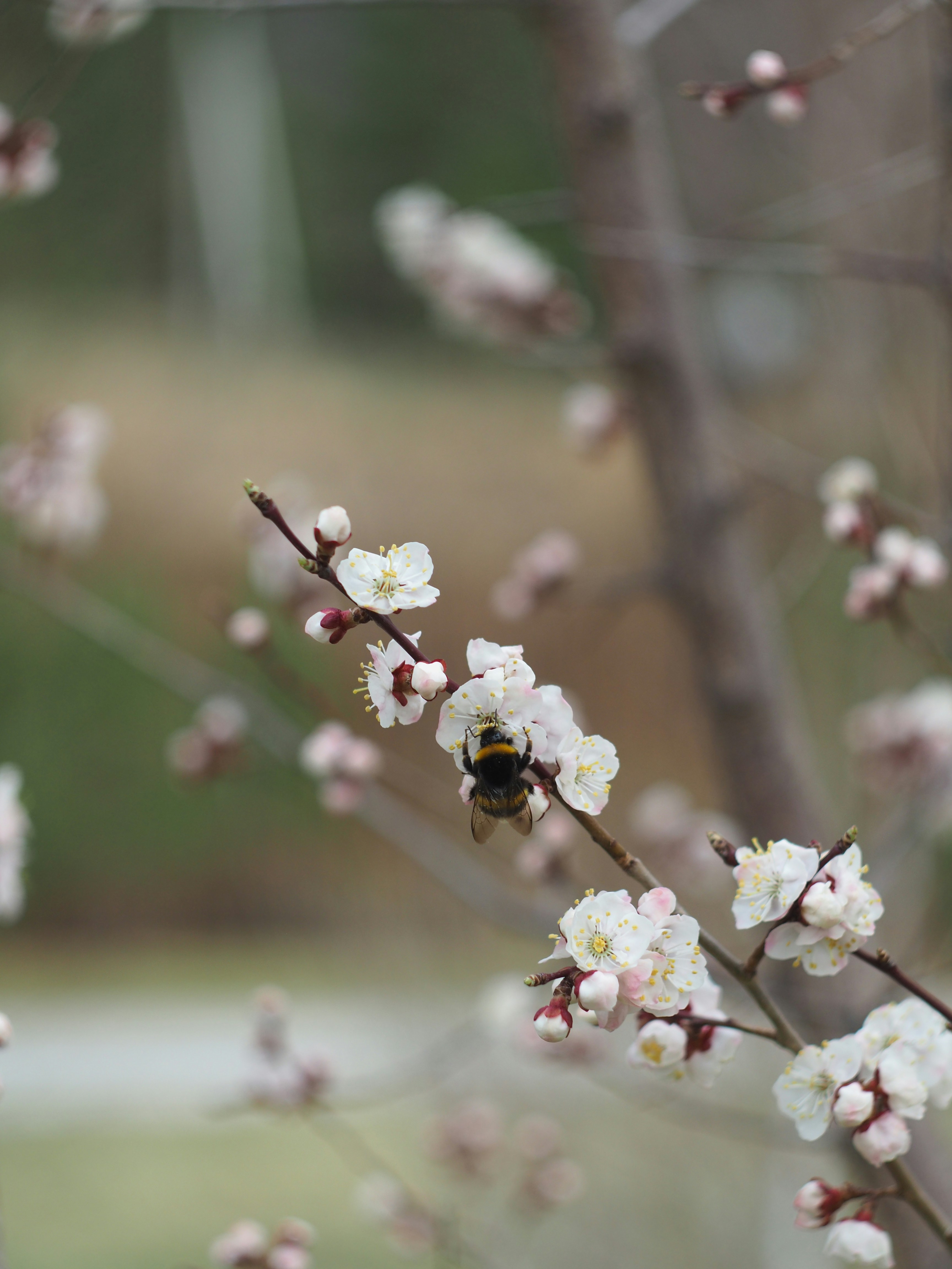 Bumblebee on the tree