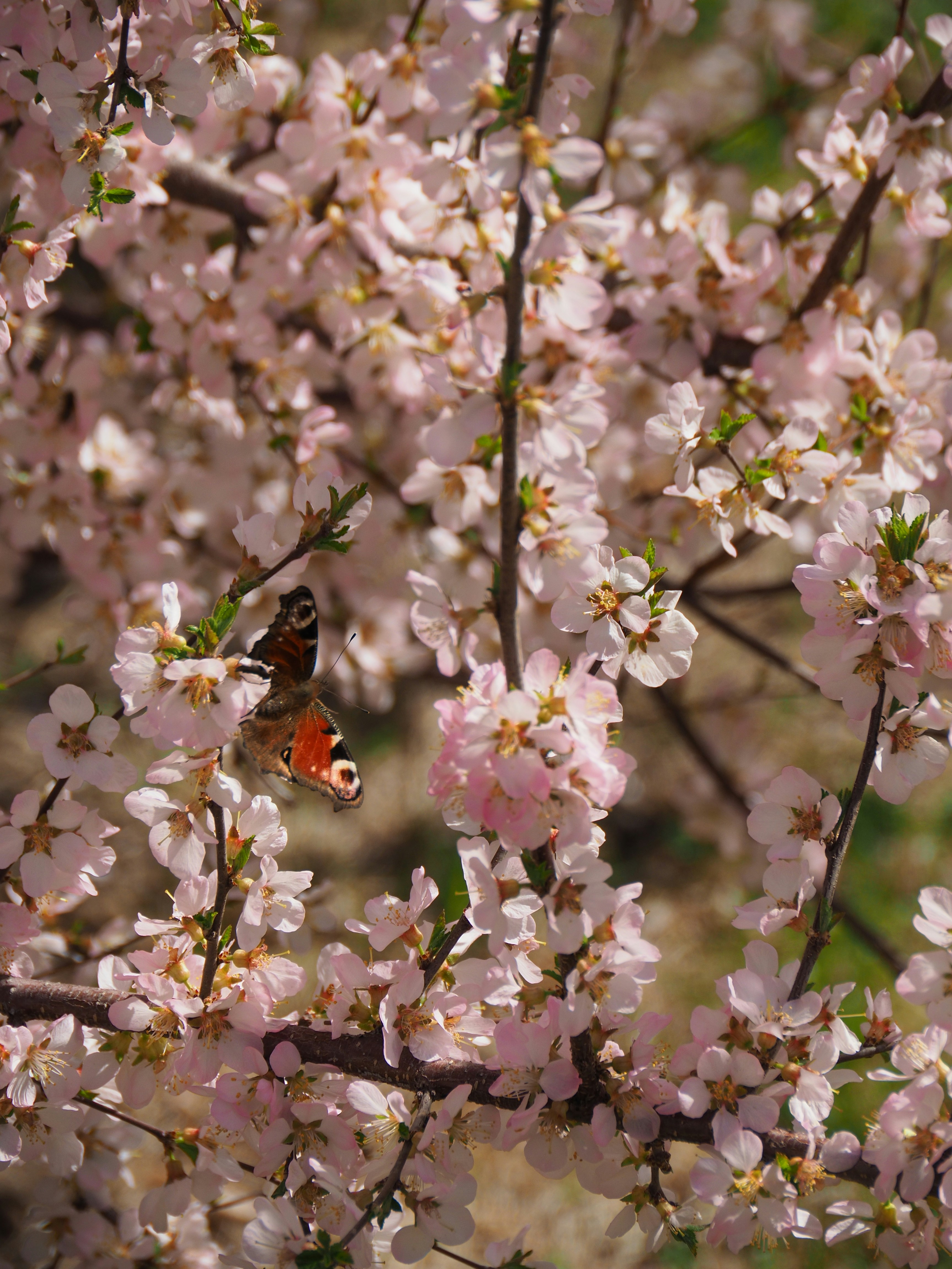Crimson Wings Amid Blushing Cherry Blossoms