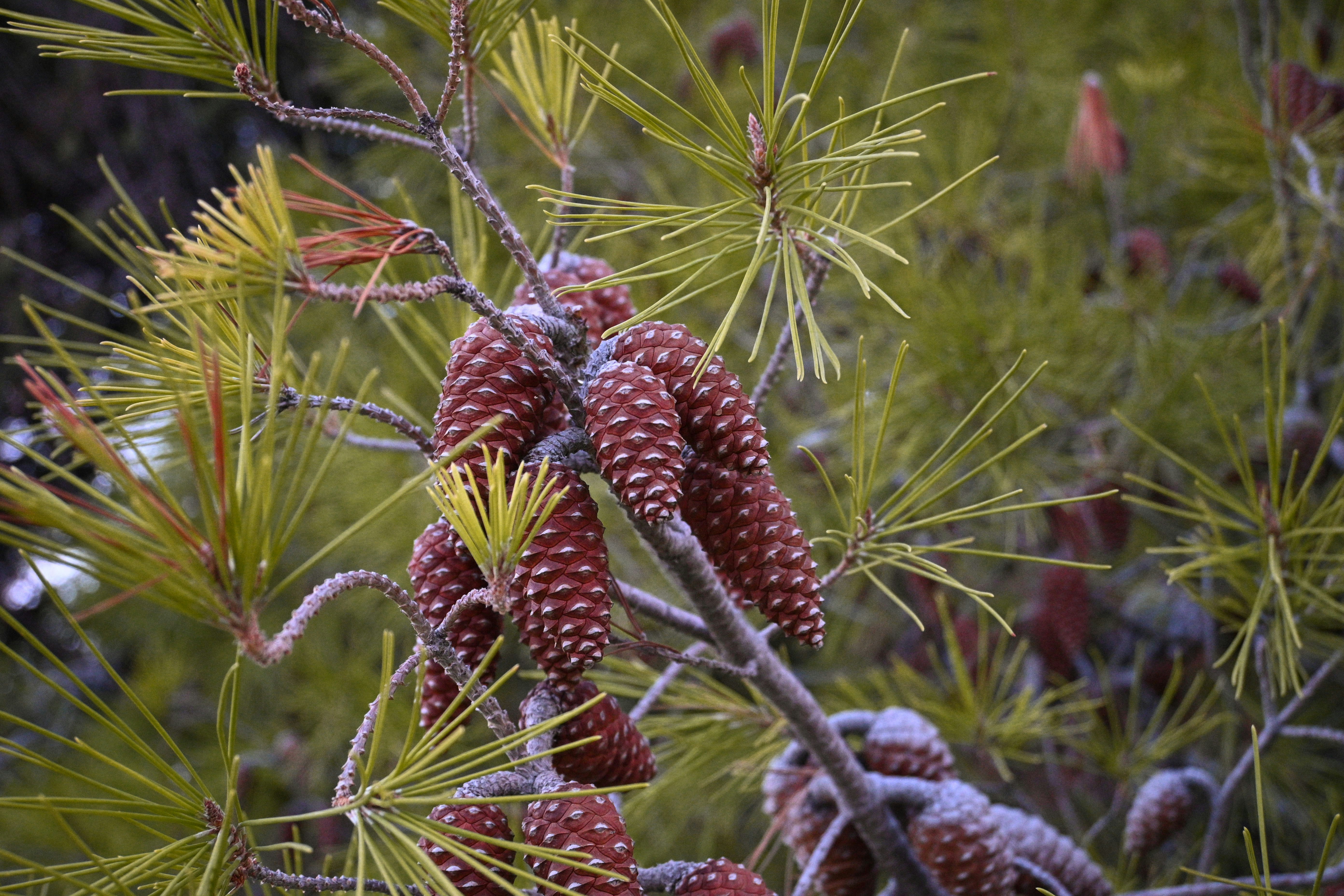 Nature's Cones: A Pine's Harvest