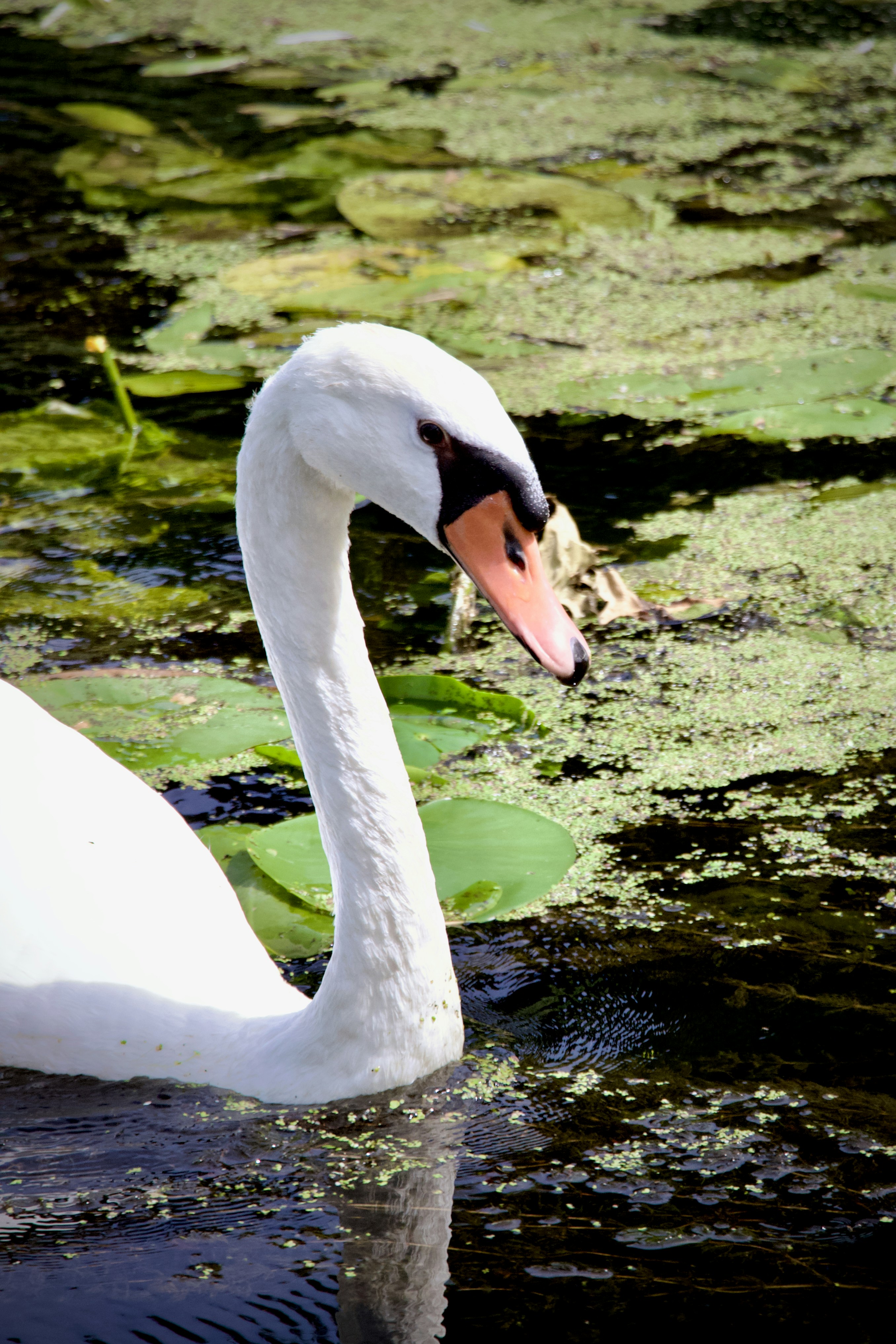 A couple of swans in a pond photo – Free Image on Unsplash