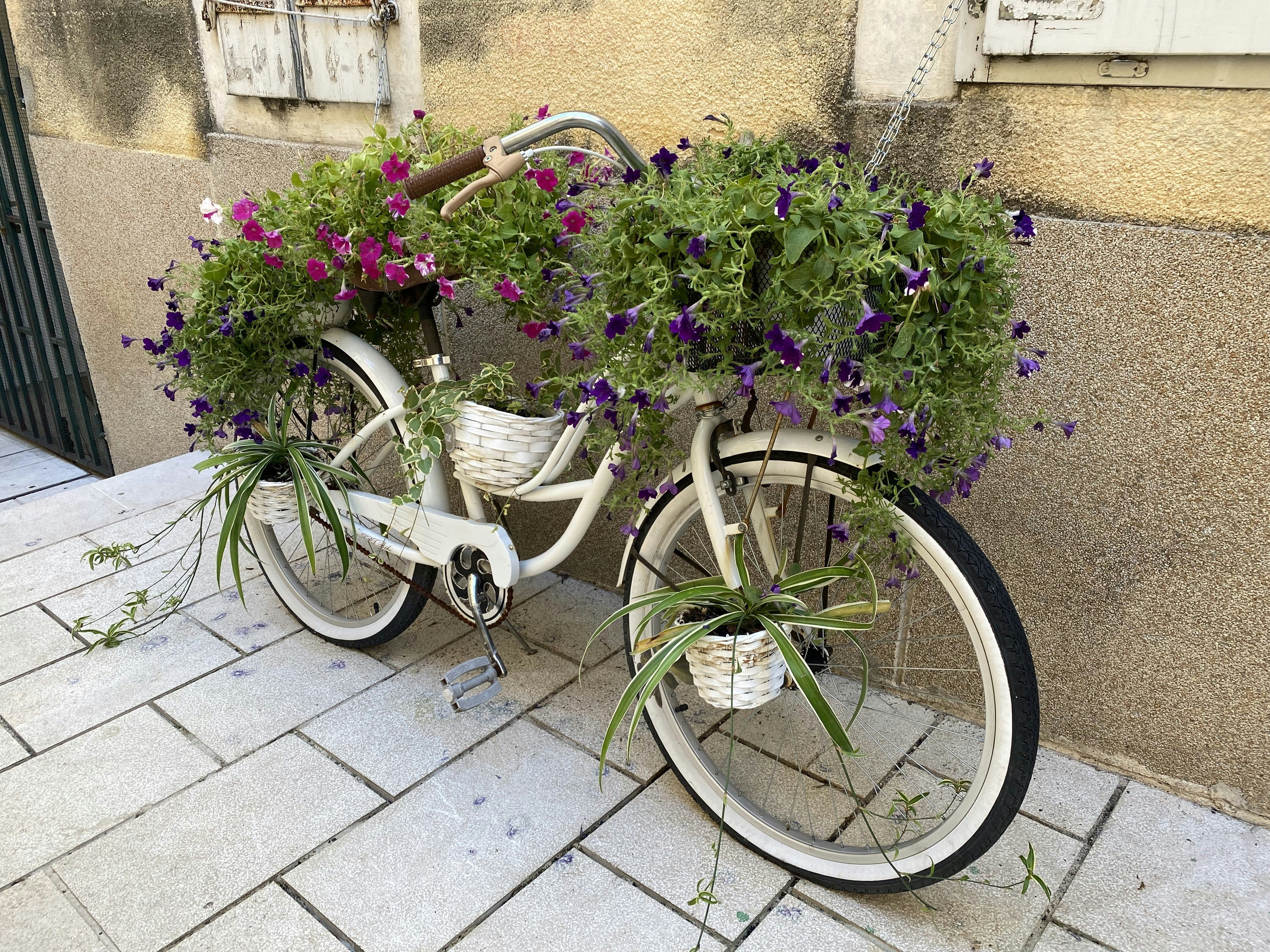 Floral Cyclery by the Wall: A Cream Bicycle Adorned with Purple Blooms
