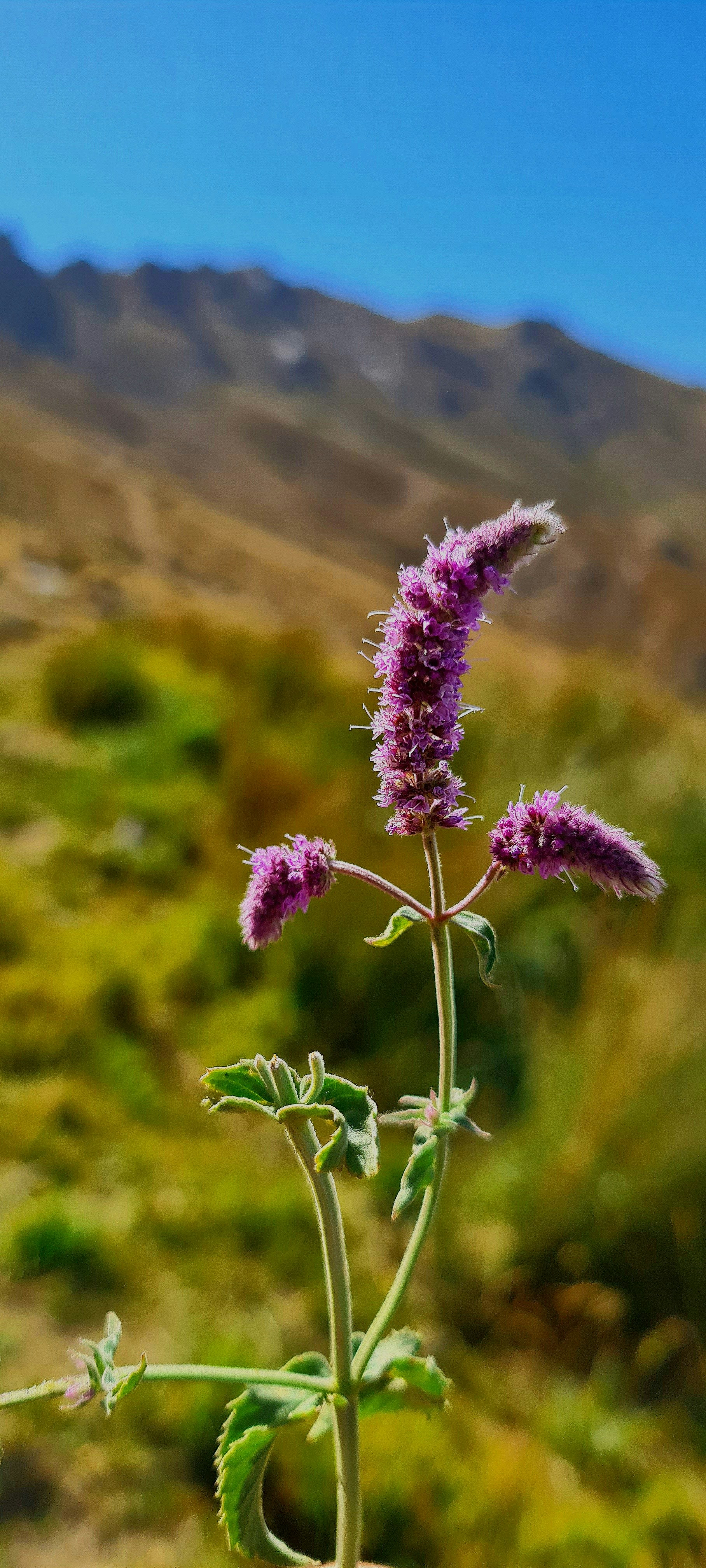 Purple Spike in Alpine Light: A Close-Up Jewel Against the Mountain Backdrop