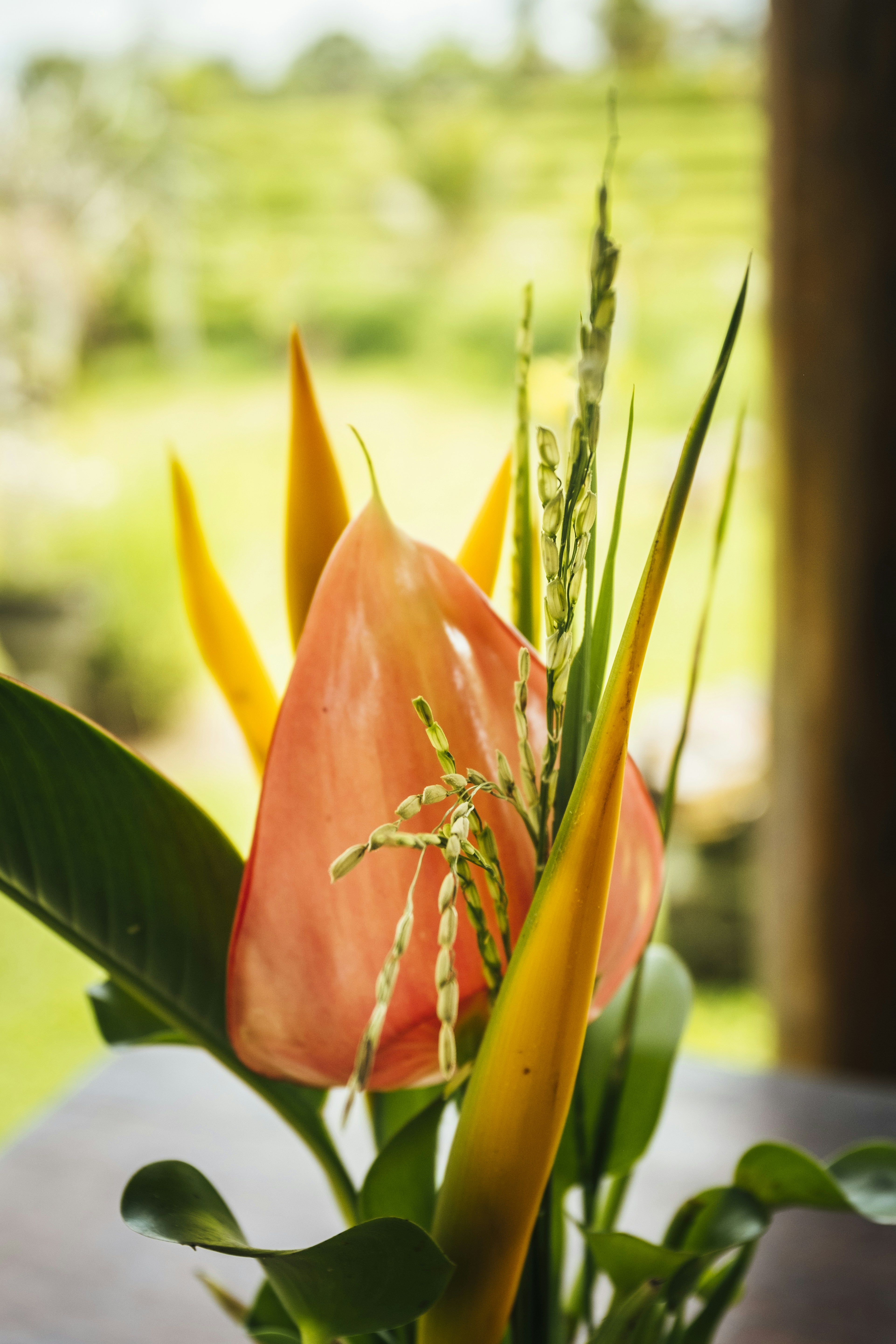 Vibrant Heliconia Bloom Framed by Soft Backlight