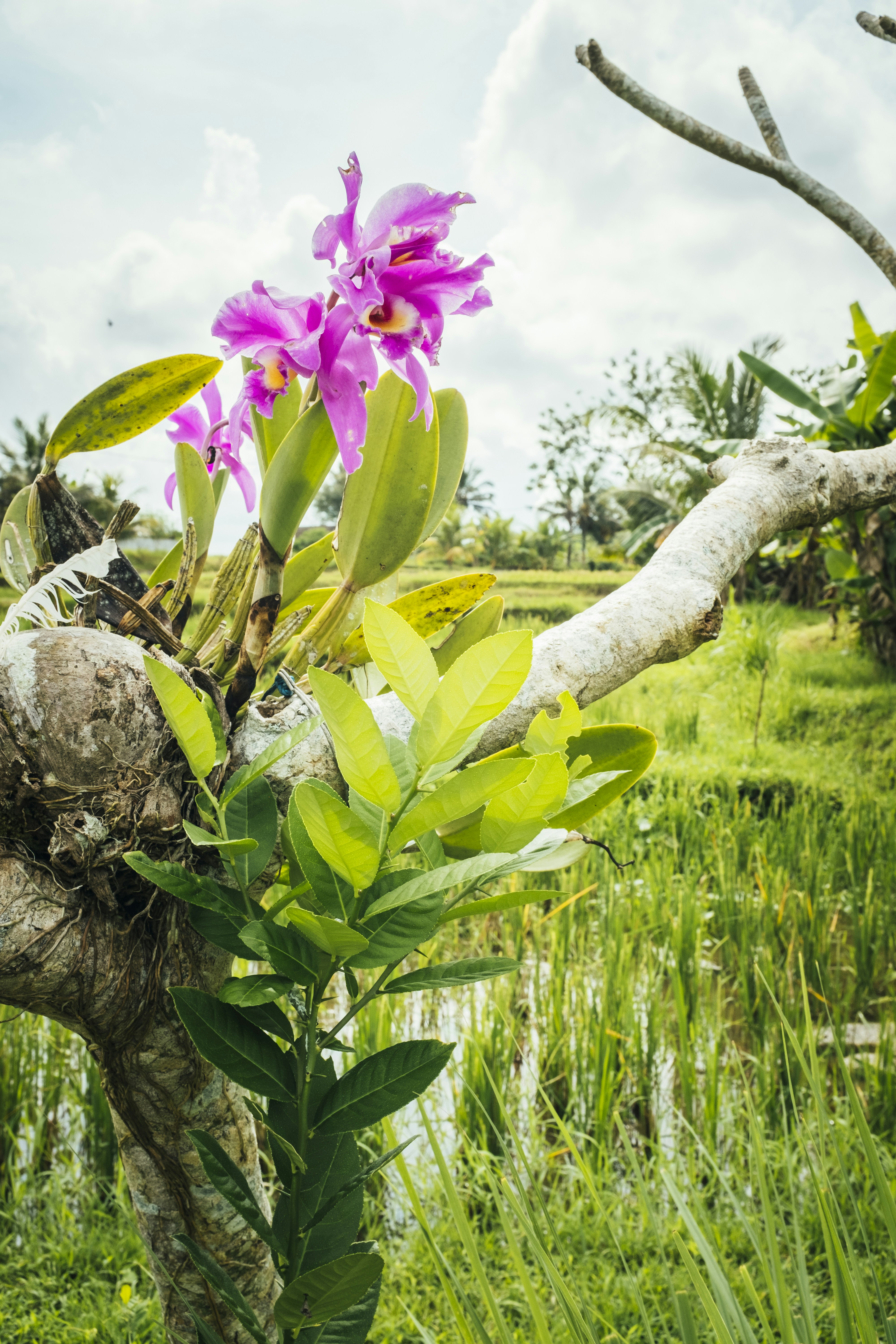 Vibrant Orchid on a Weathered Branch in a Sunny Field