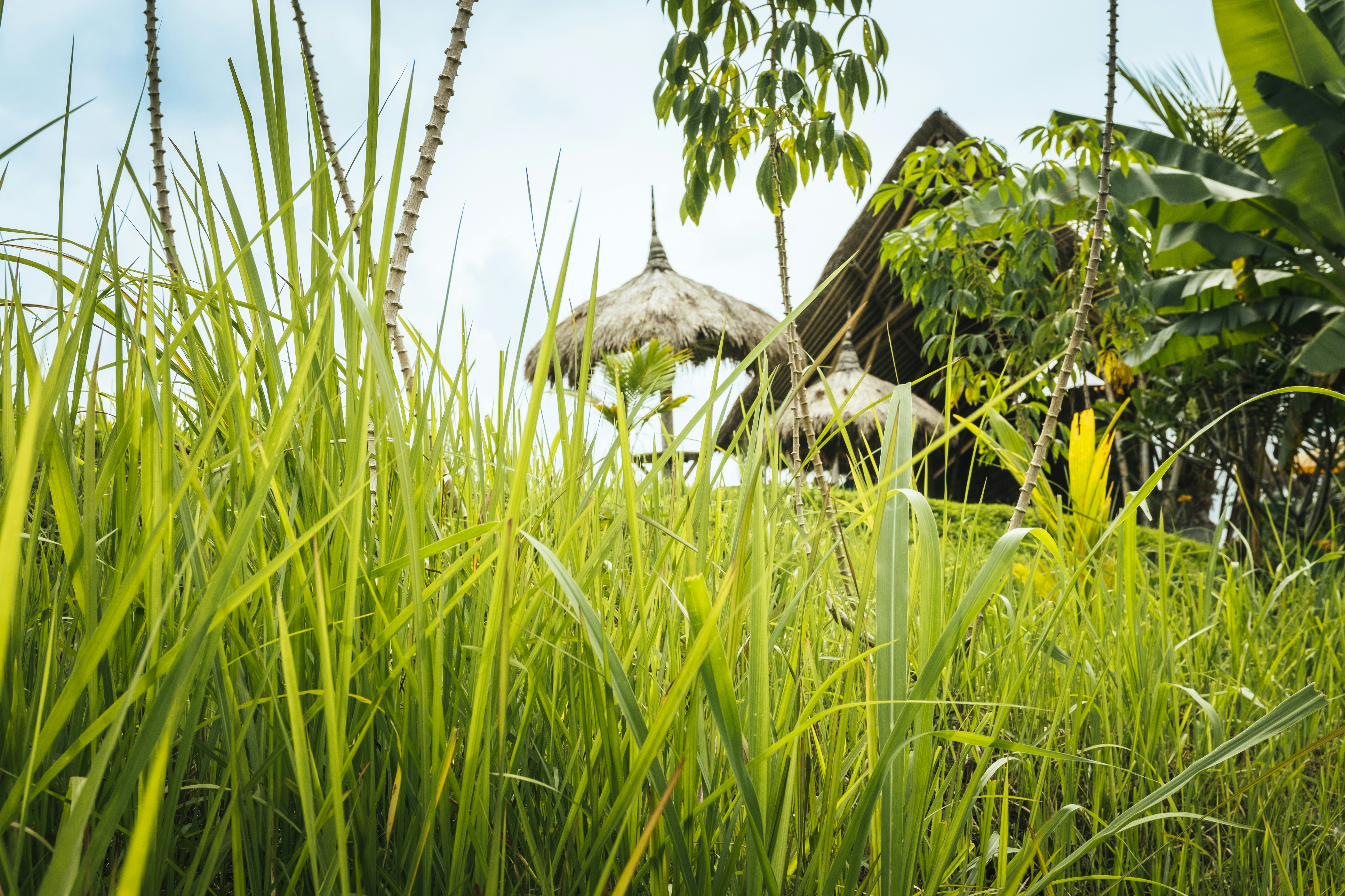 a group of plants growing in a field