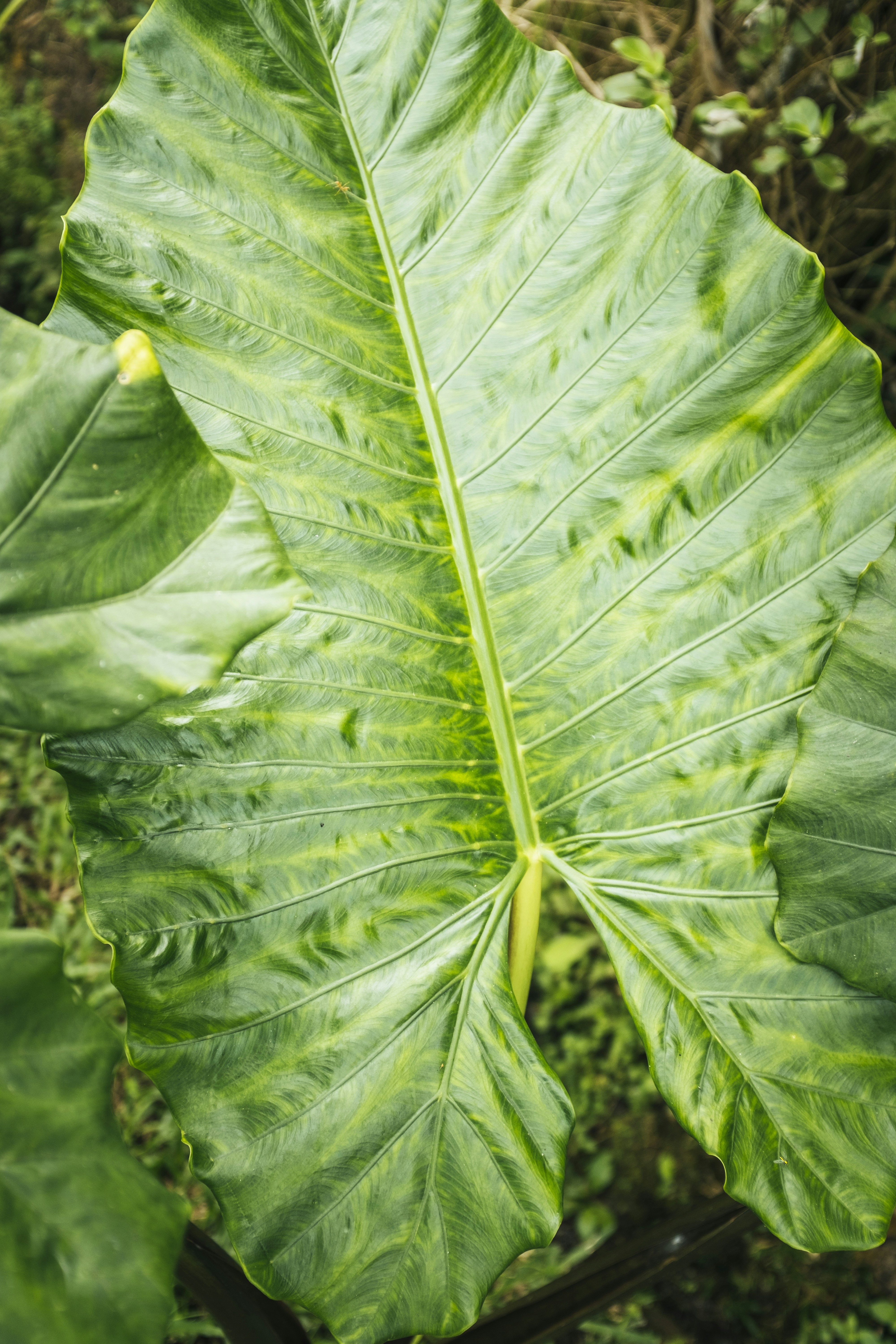 Large green leaf with intricate vein patterns and glossy texture.