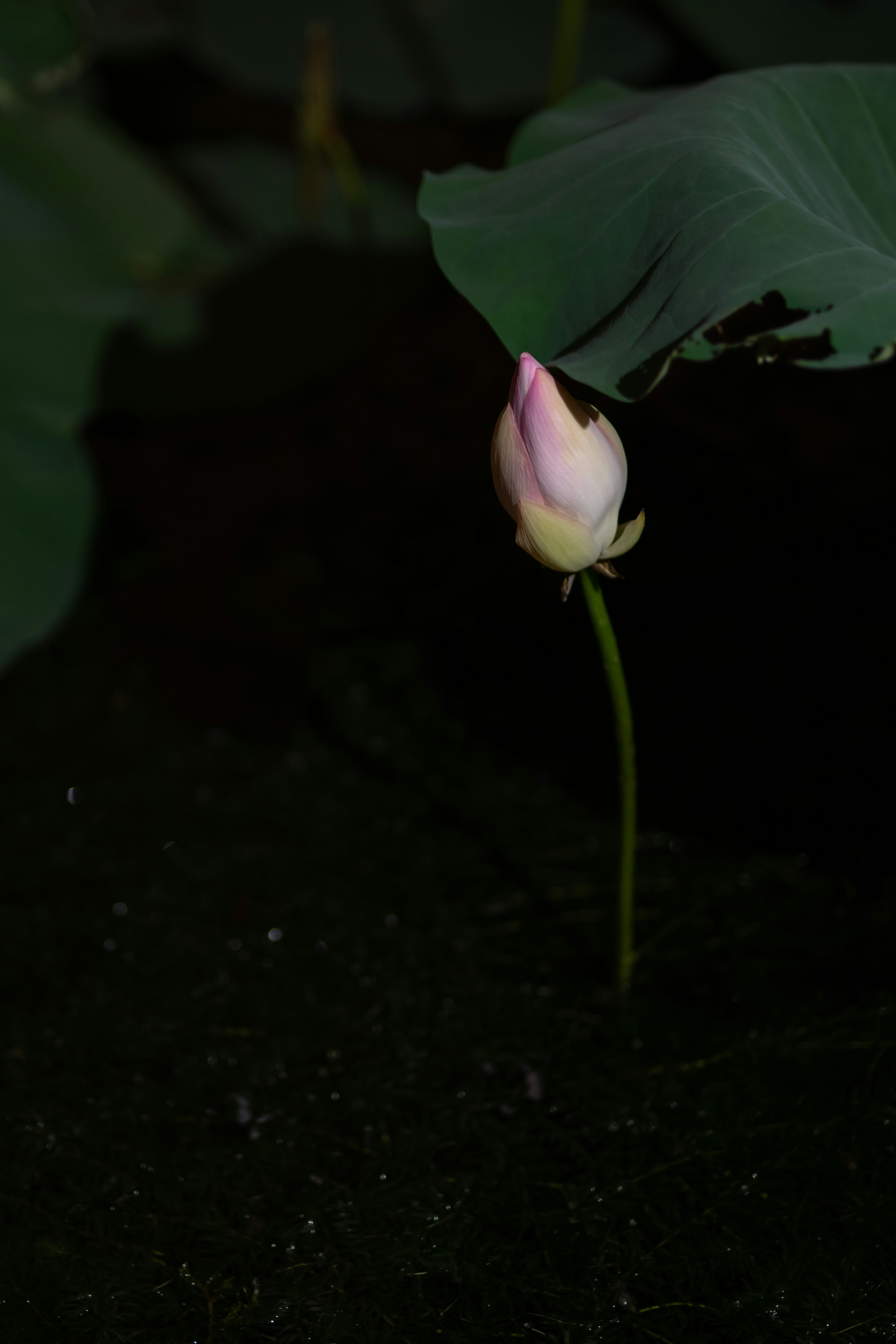 Night Bloom: A Pink Lotus Bud Emerges from Velvet Darkness