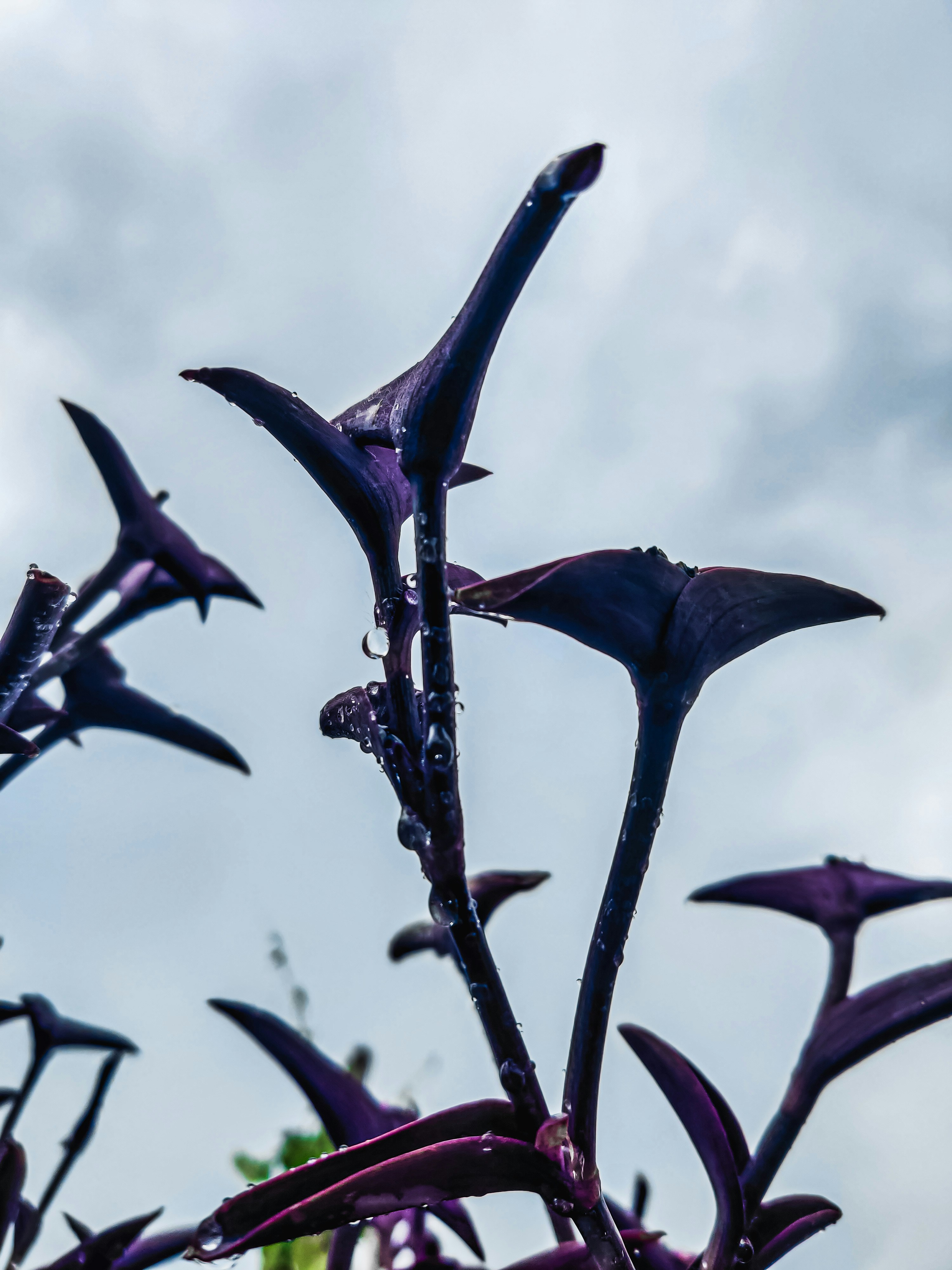 Inkshadow Purple: A Close-Up of Sturdy, Dew-Kissed Stems